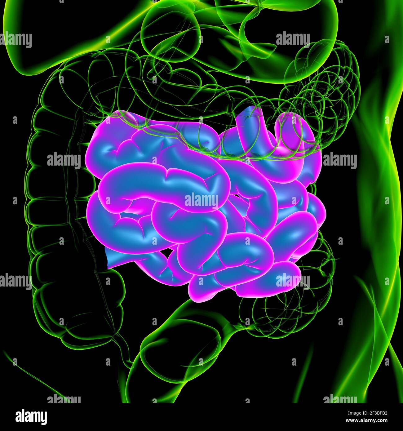 Intestin grêle 3D Illustration système digestif humain Anatomie pour ...