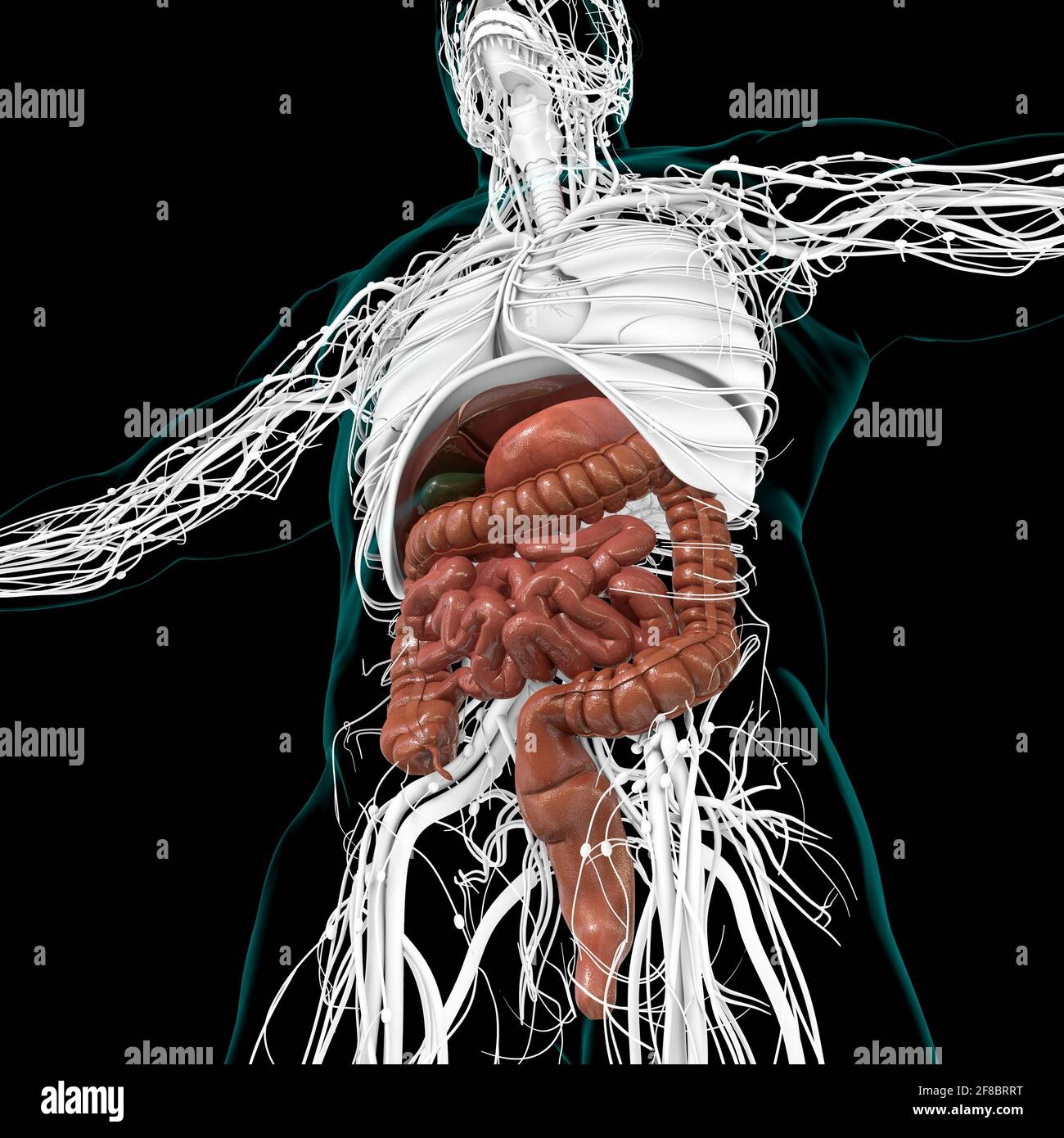 Système digestif humain Anatomy for Medical concept 3D Illustration ...