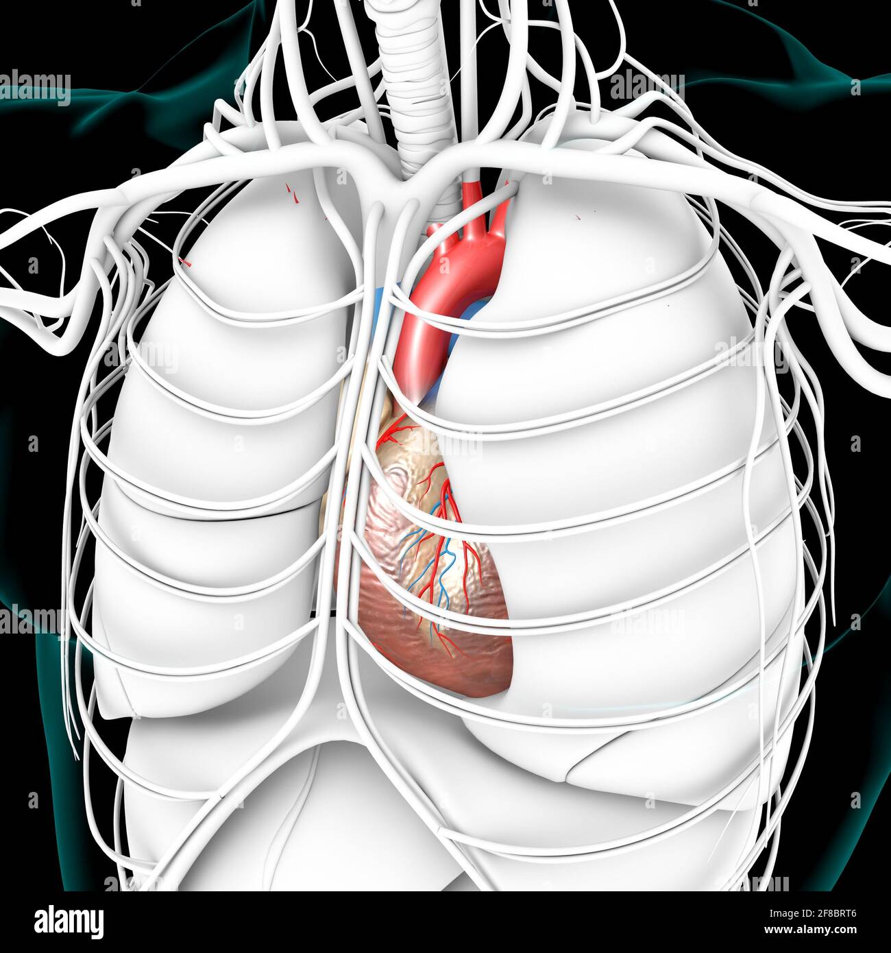 Anatomie du cœur humain pour l'illustration 3D du concept médical Photo ...