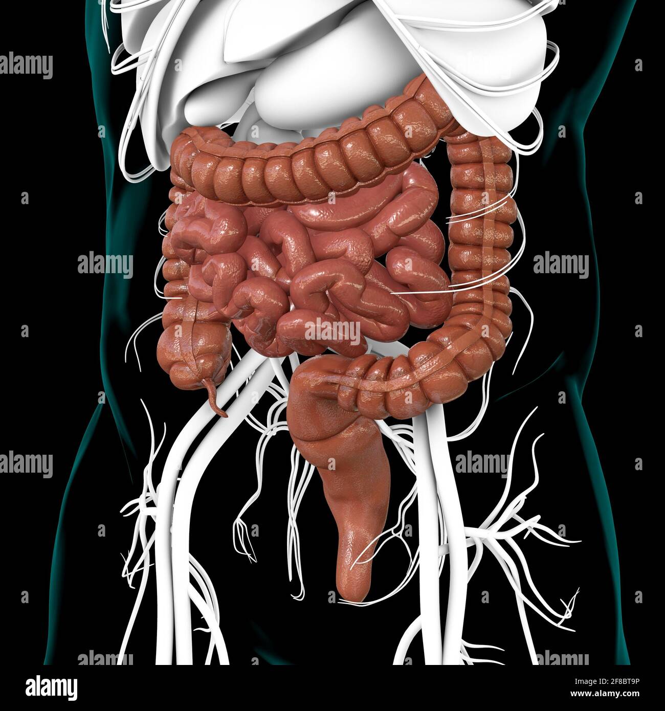 Intestin Grêle Et Gros Intestin 3d Illustration Système Digestif Humain