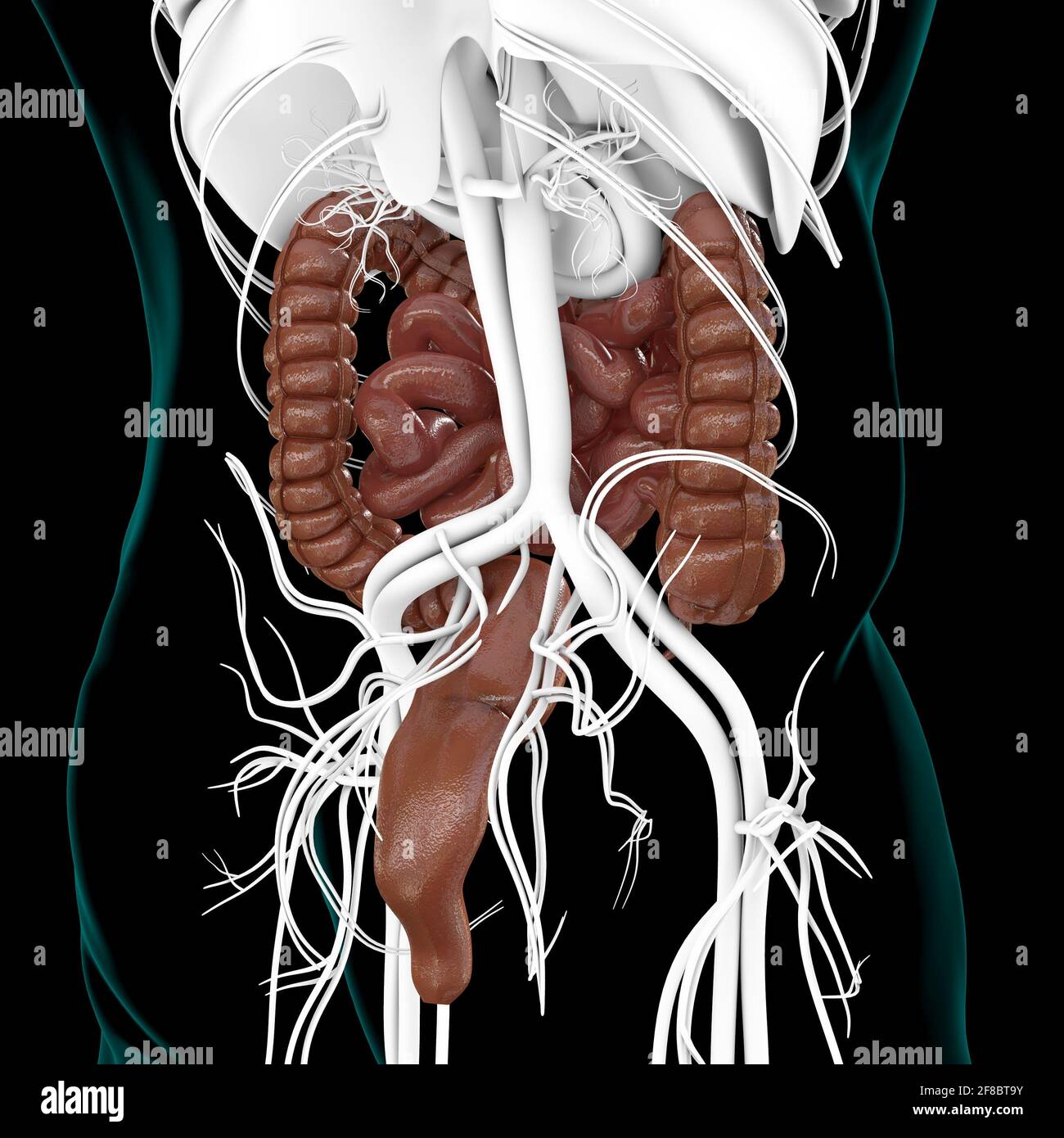 Intestin grêle et gros intestin 3D Illustration système digestif humain ...