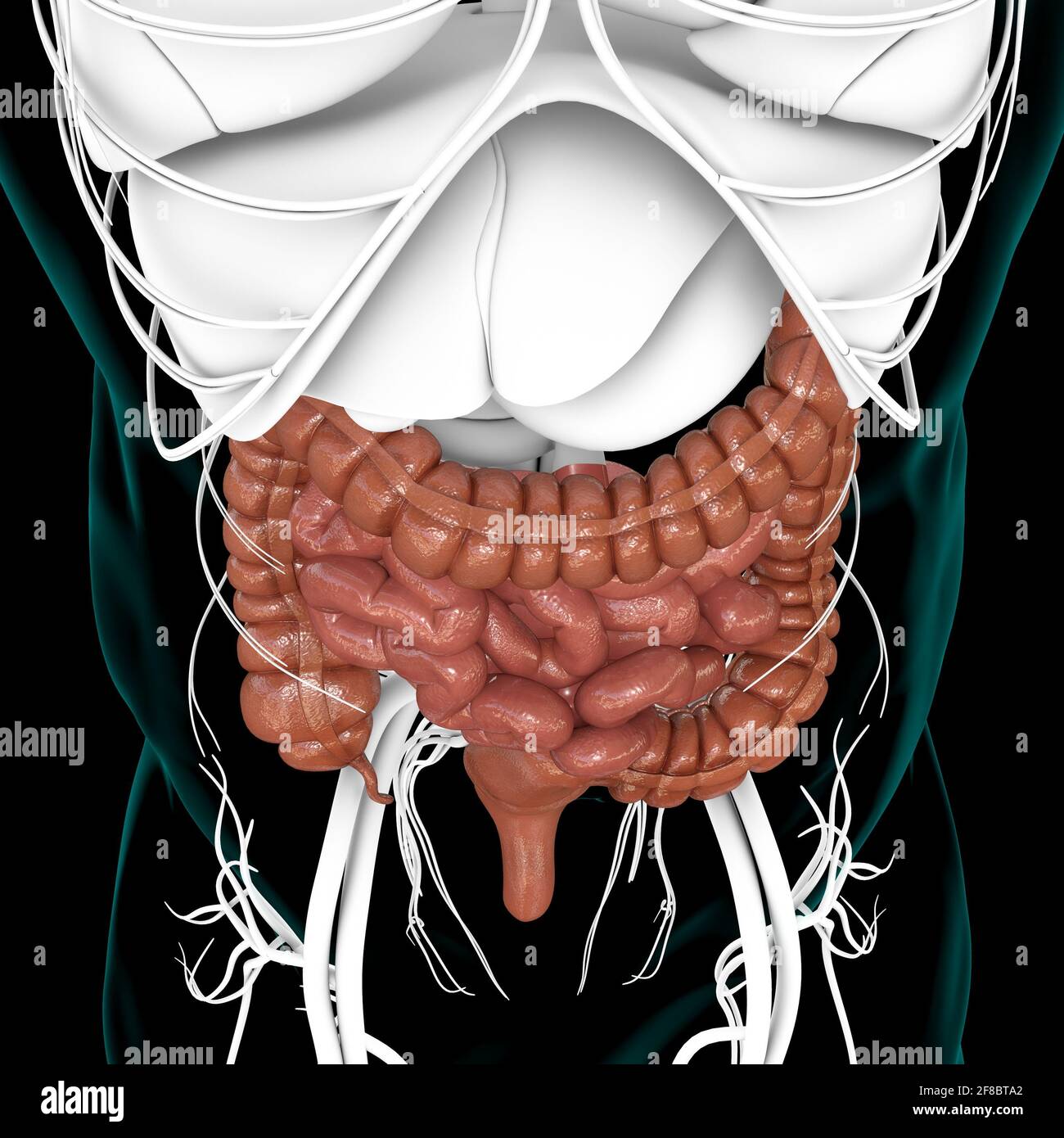 Intestin grêle et gros intestin 3D Illustration système digestif humain ...
