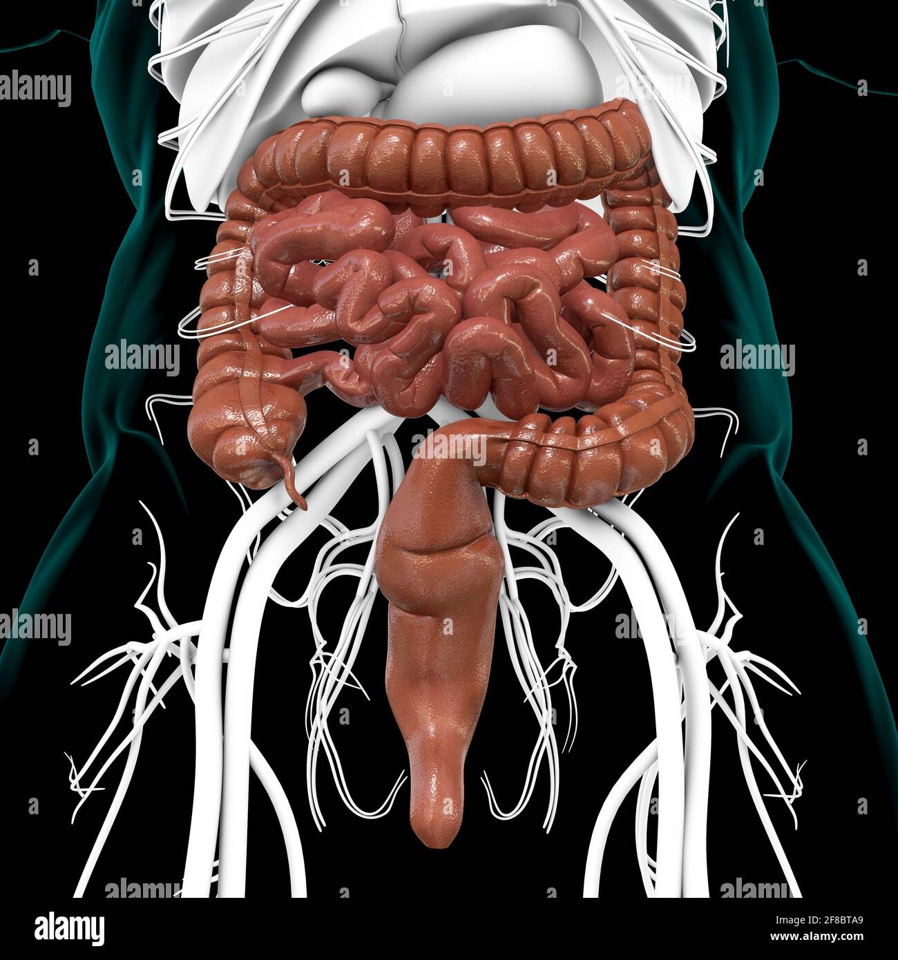 Intestin grêle et gros intestin 3D Illustration système digestif humain ...