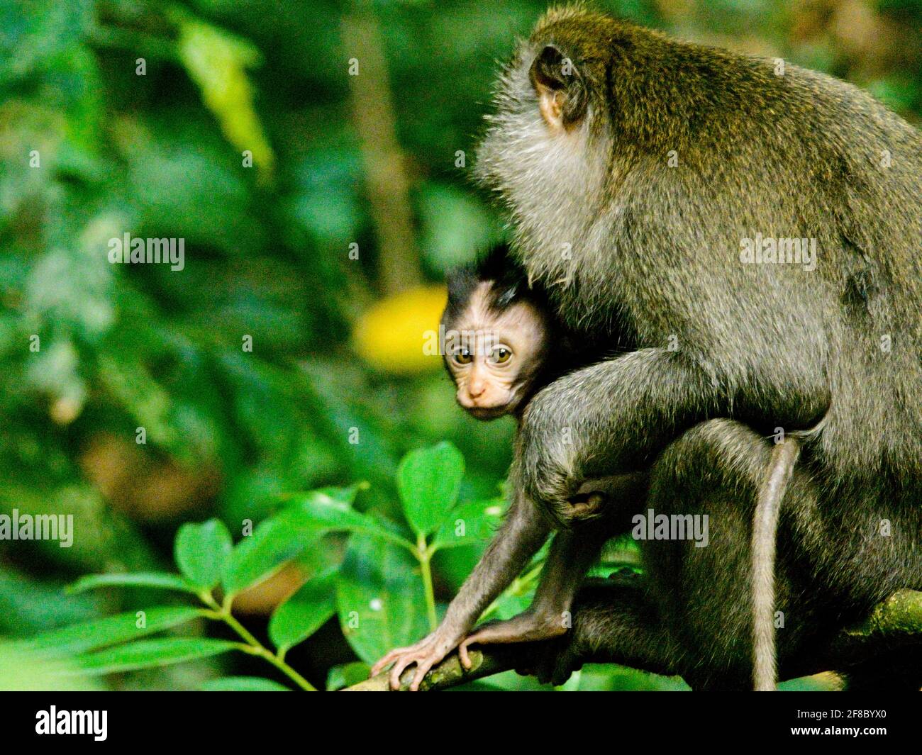Singes macaque ubud bali Banque de photographies et d’images à haute ...