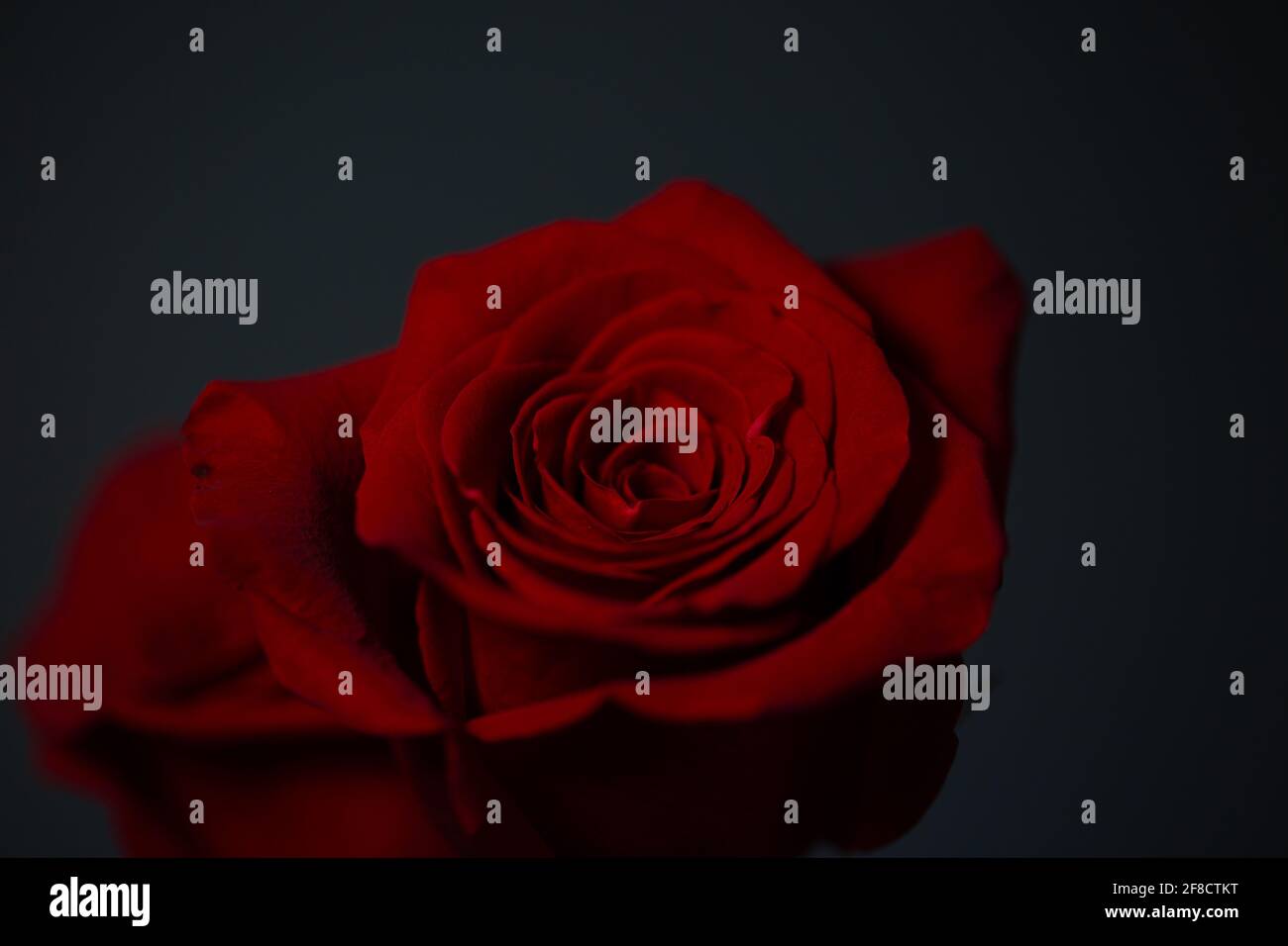 Red rose with grey color background Banque de photographies et d’images ...