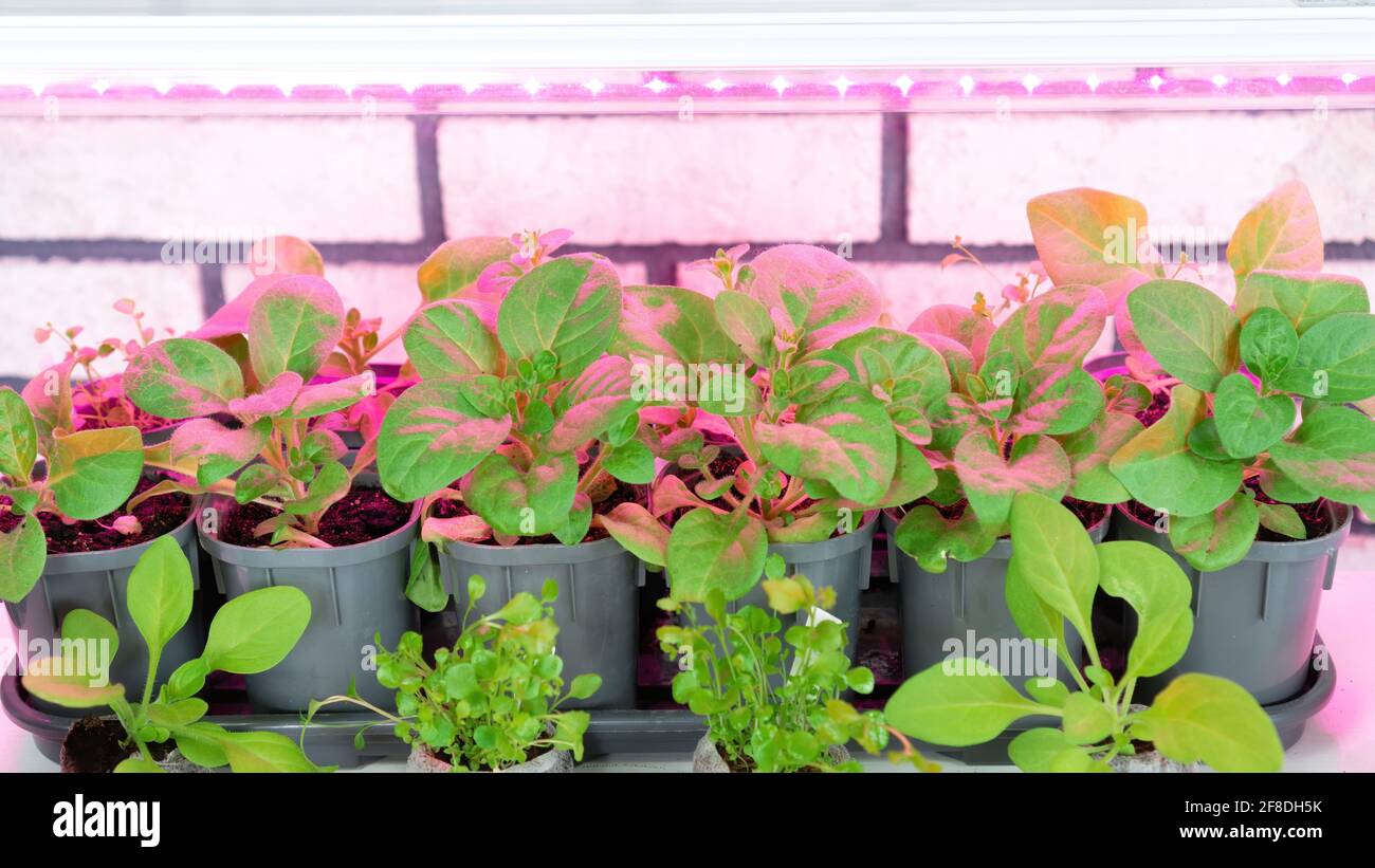 Faire pousser des lumières pour la culture de plantes à domicile. L ...