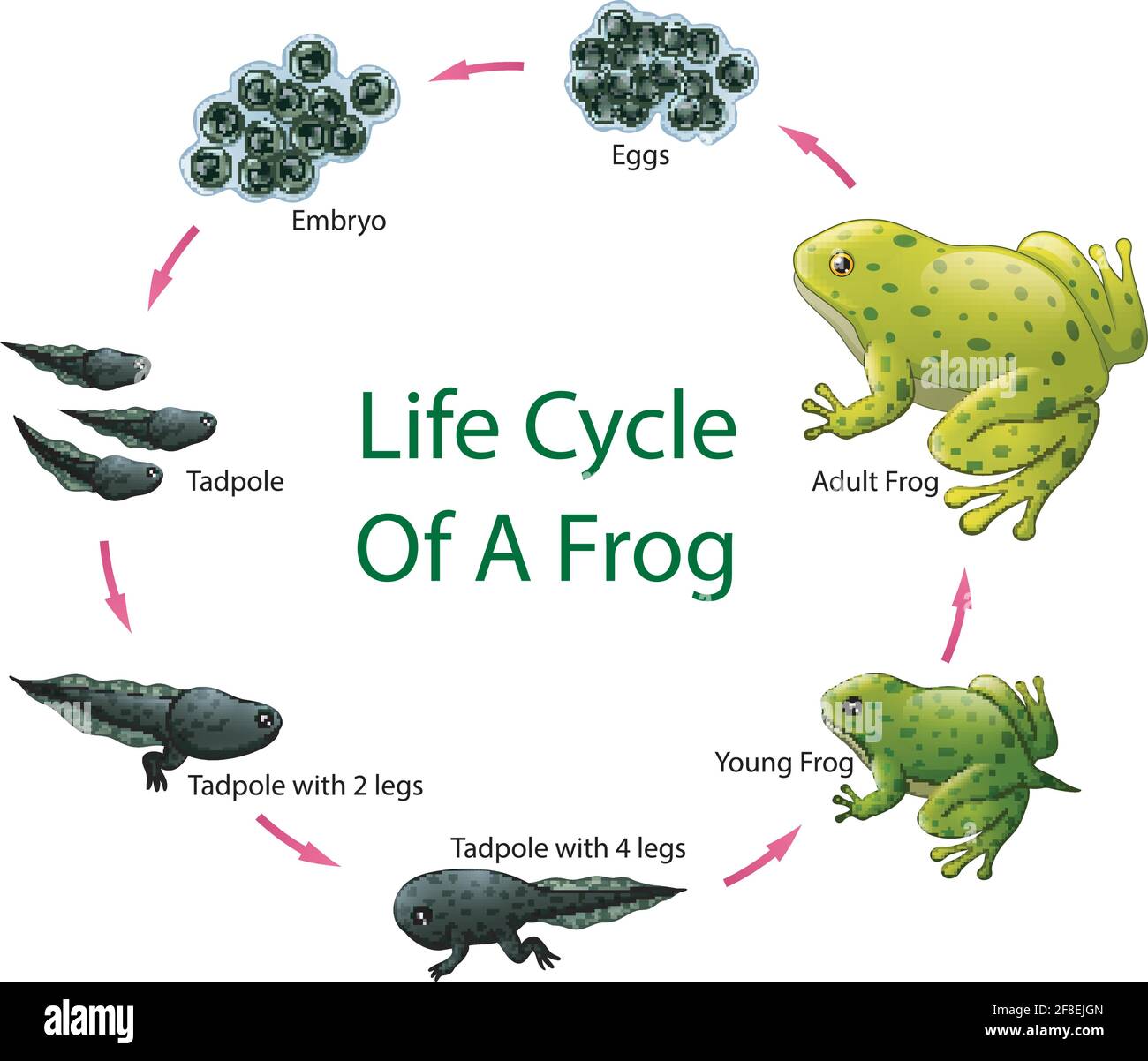 Cycle de vie grenouille verte Banque d'images vectorielles - Alamy