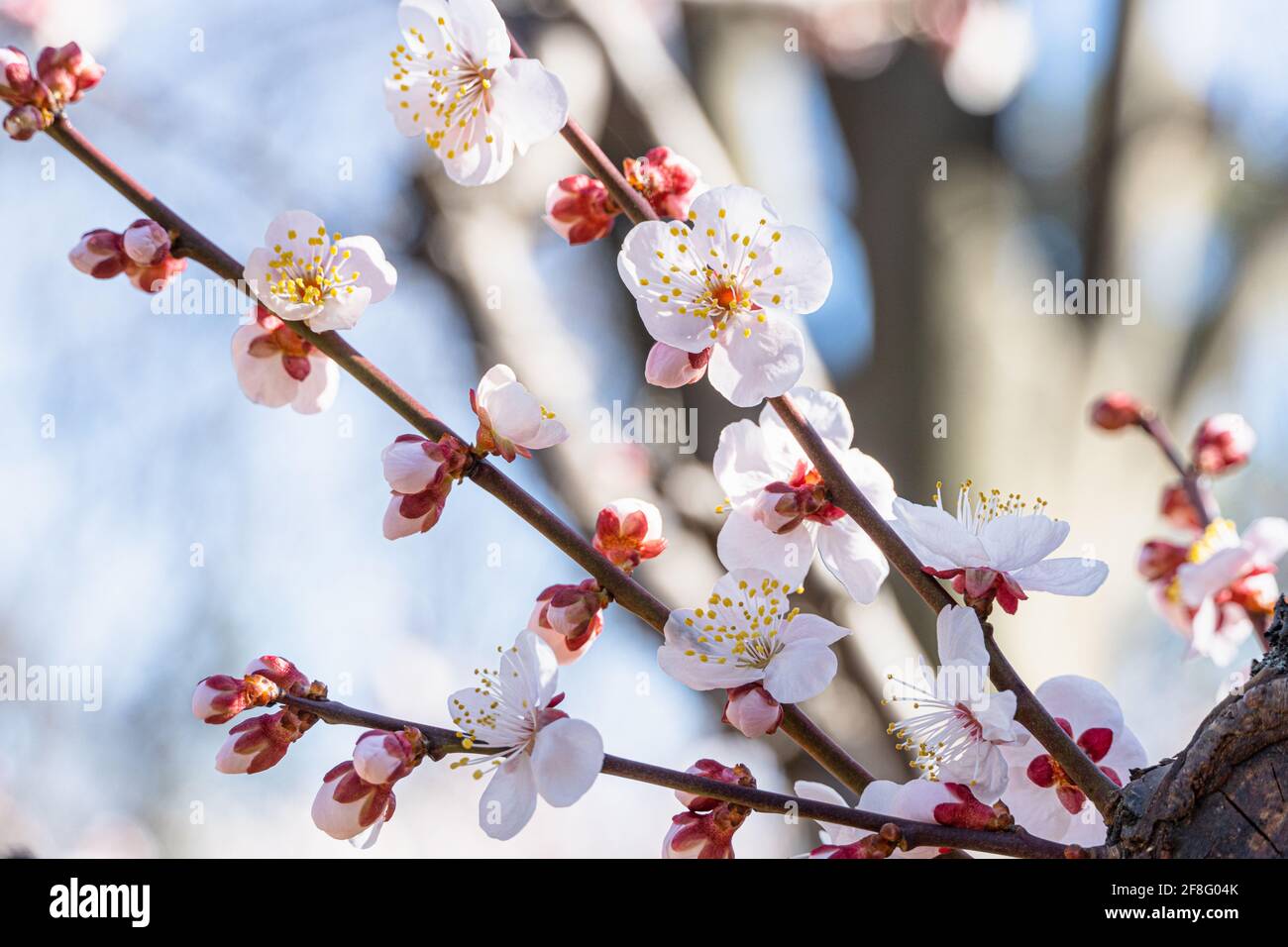 Fleurs de prunier en pleine floraison Banque de photographies et d ...