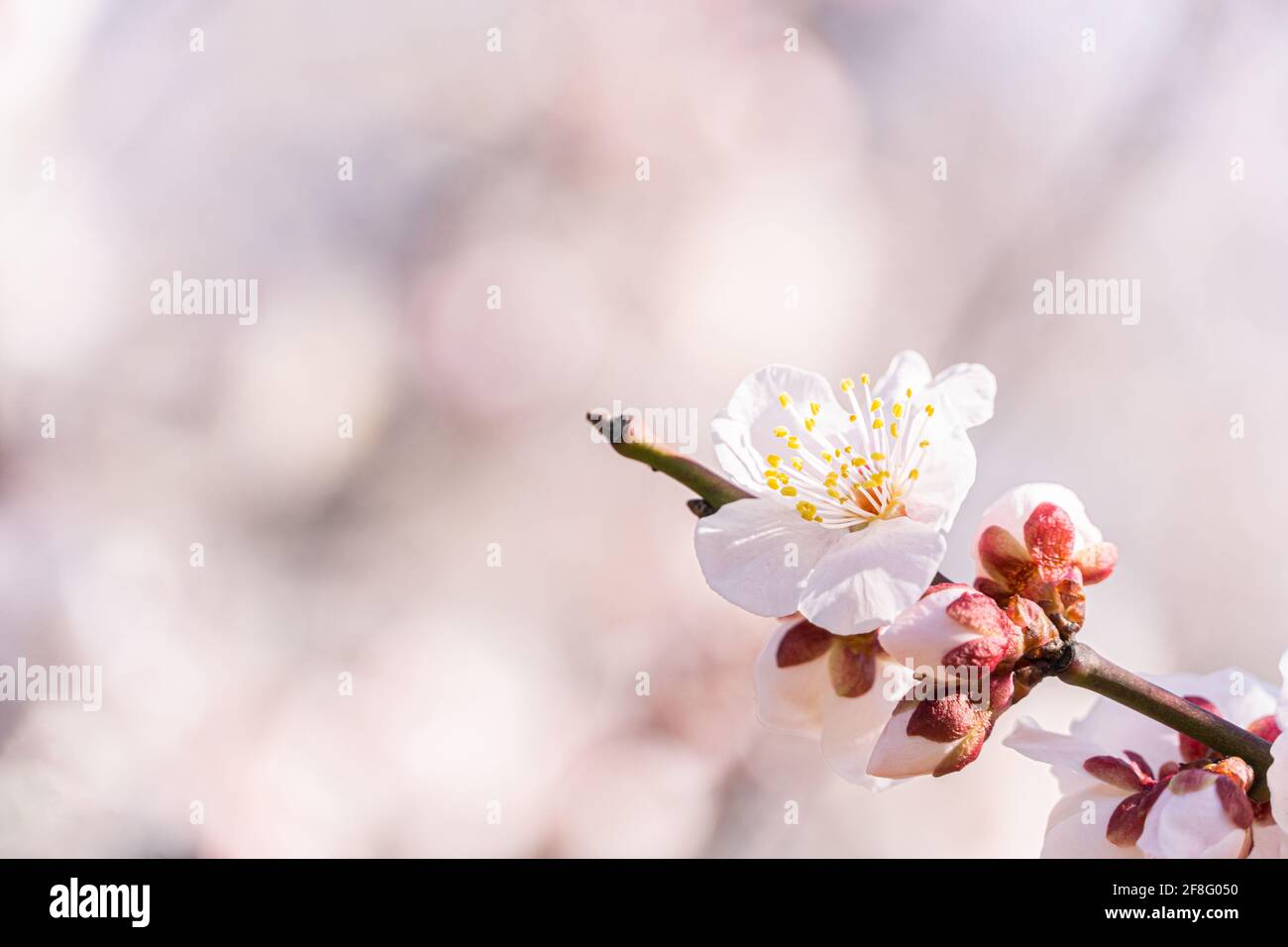 Fleurs de prunier en pleine floraison Banque de photographies et d ...