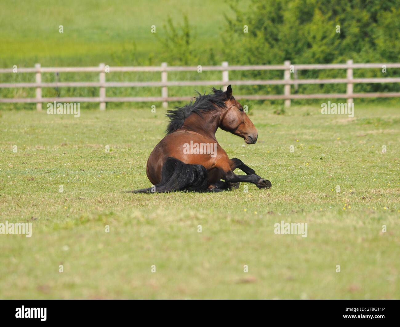Cheval se couche Banque de photographies et d’images à haute résolution ...