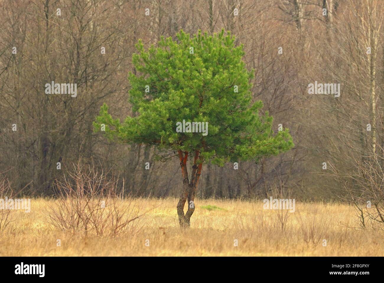 Arbre vert solitaire Banque de photographies et d’images à haute ...