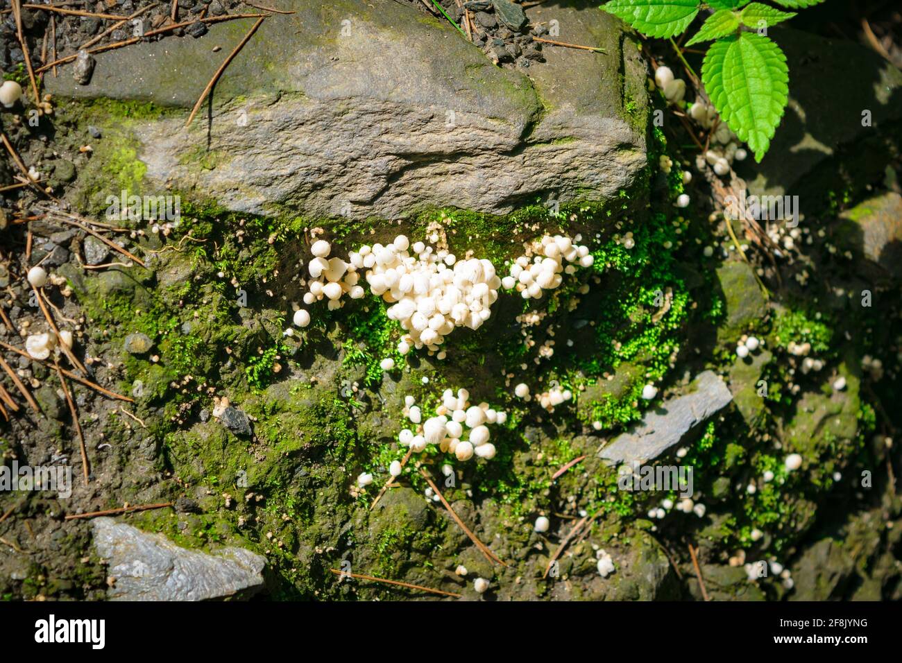 Le coprinellus disséatusaussi connu sous le nom de fée à tête de fée ou ...