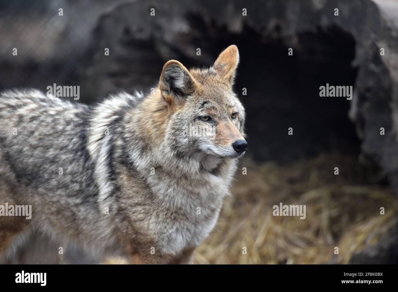 Wheaton, Illinois, États-Unis. Un loup gris (Canis lupuis) aussi connu ...