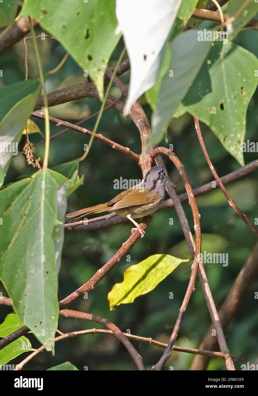 Alcippe peracensis Banque de photographies et d’images à haute ...