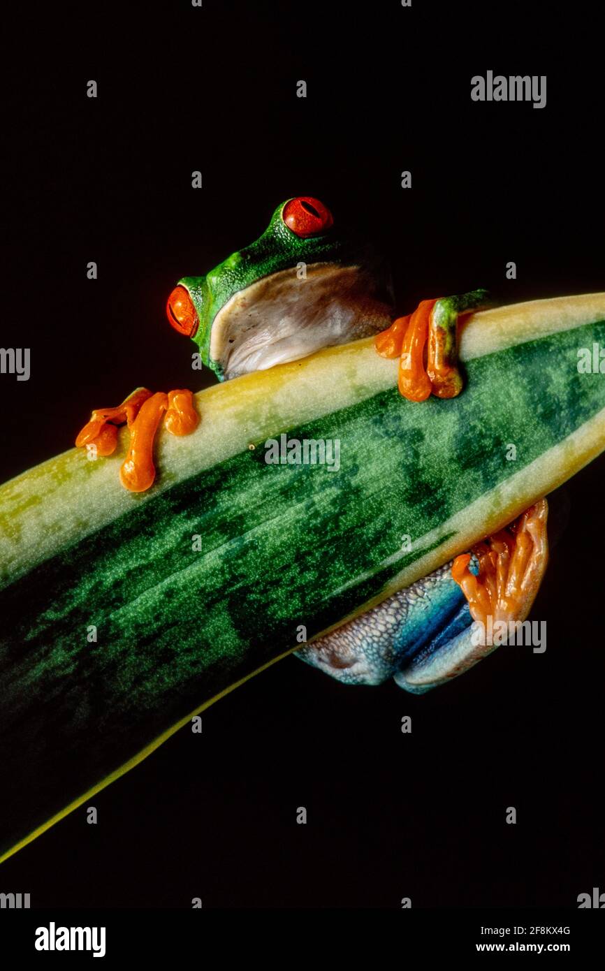Red eyed tree frog sleeping in Banque de photographies et d’images à ...
