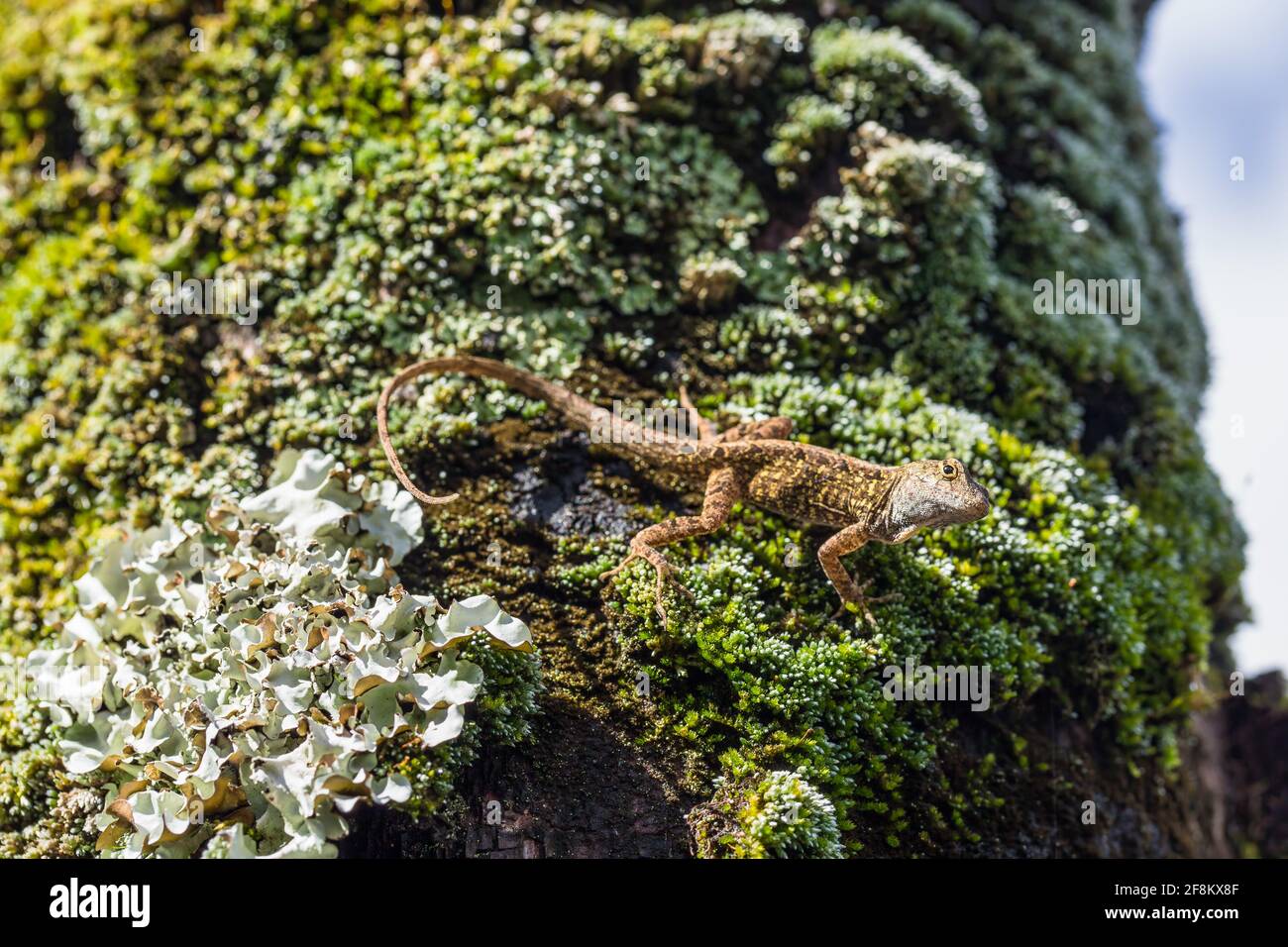 Bahamas anole Banque de photographies et d’images à haute résolution ...