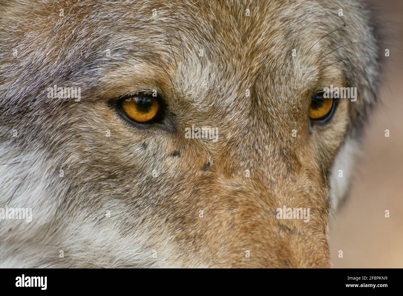 European grey wolf face shot Banque de photographies et d’images à ...