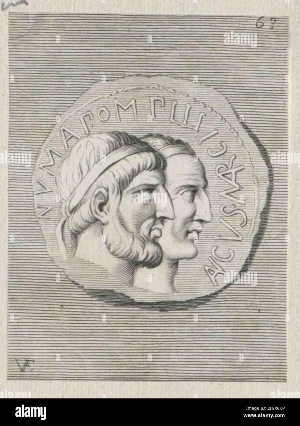 Numa pompilius Banque de photographies et d’images à haute résolution ...