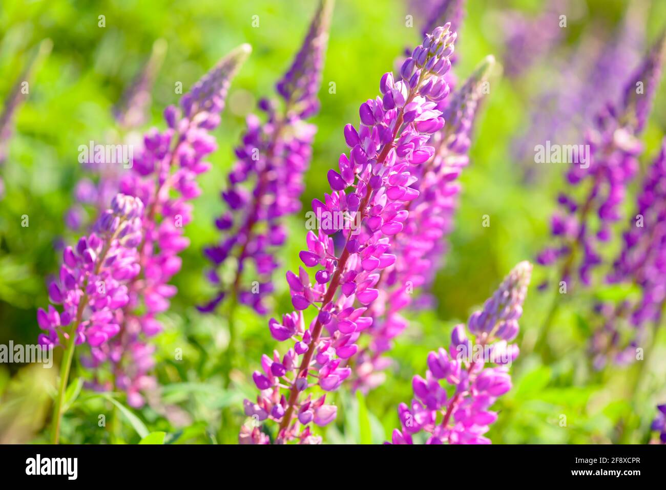 Lupinus, lupin, champ lupin avec fleurs roses pourpres et bleues ...