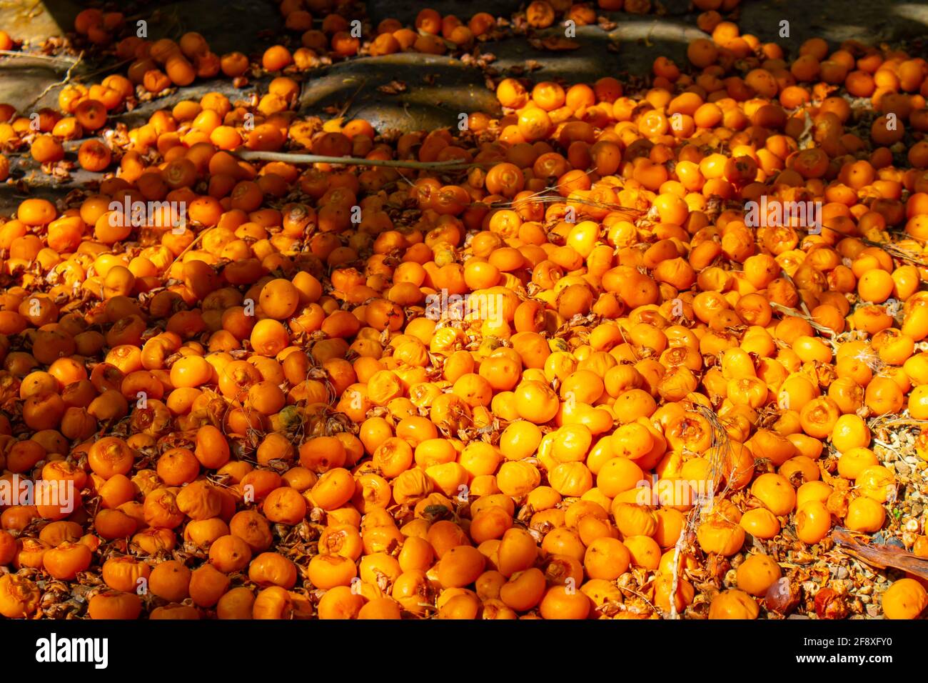 Fruits pourris afrique Banque de photographies et d’images à haute ...