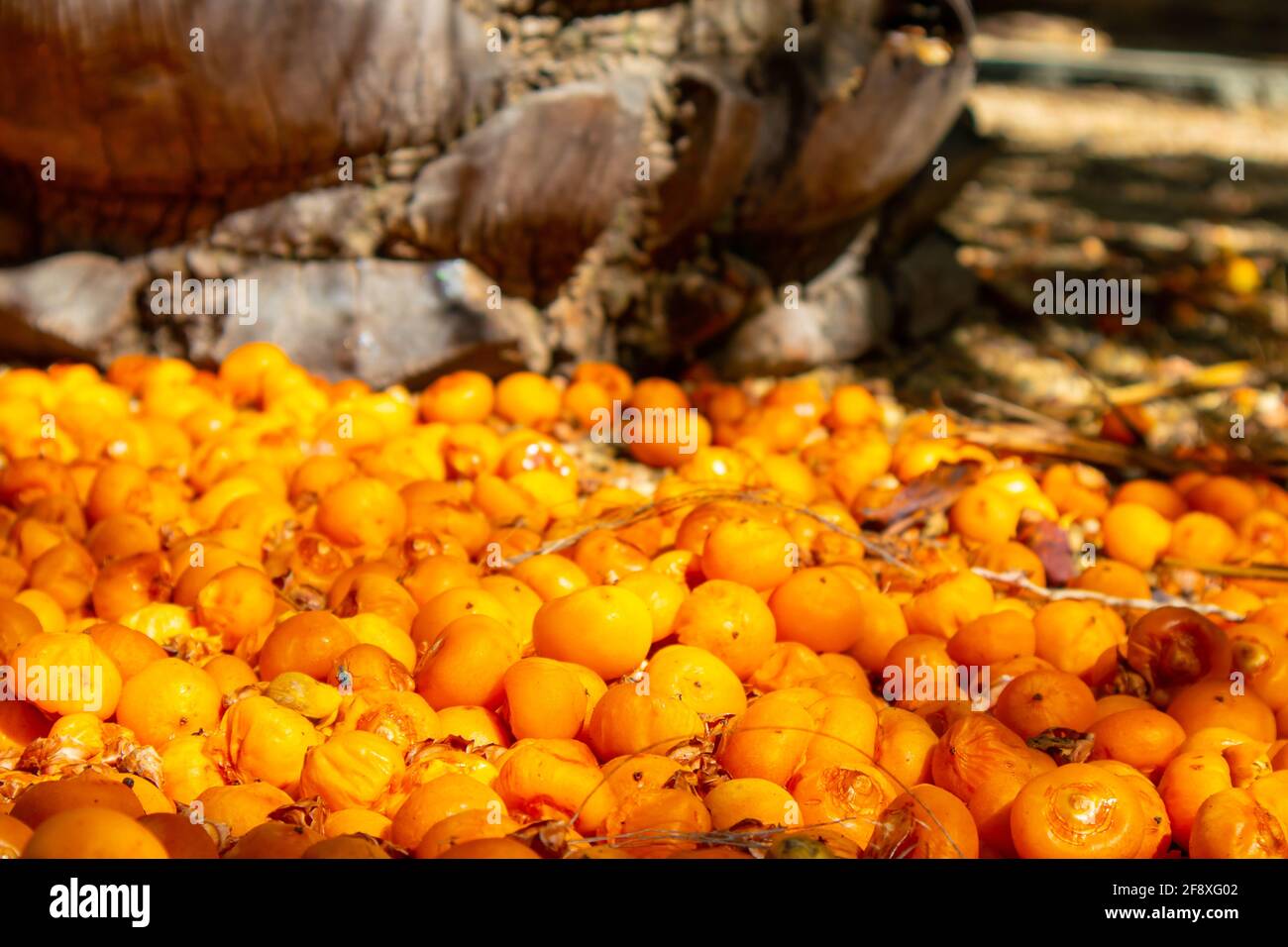 Fruits pourris afrique Banque de photographies et d’images à haute ...