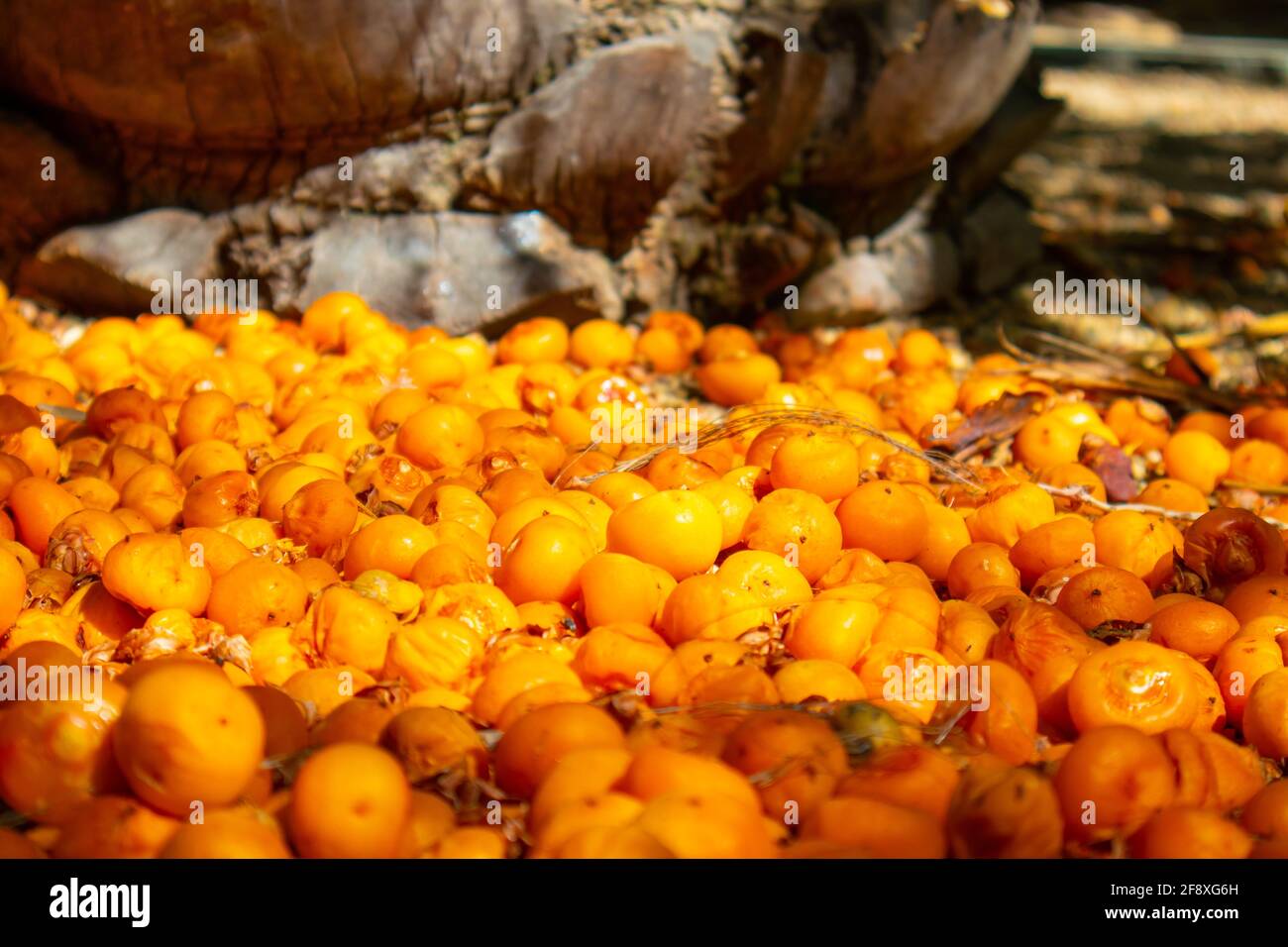 Fruits pourris afrique Banque de photographies et d’images à haute ...