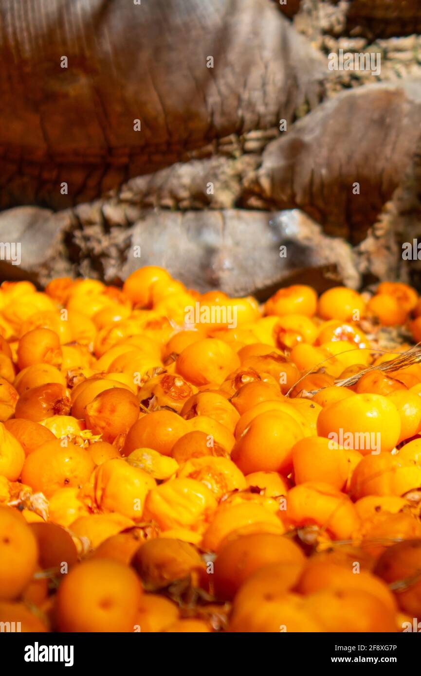 Fruits pourris afrique Banque de photographies et d’images à haute ...