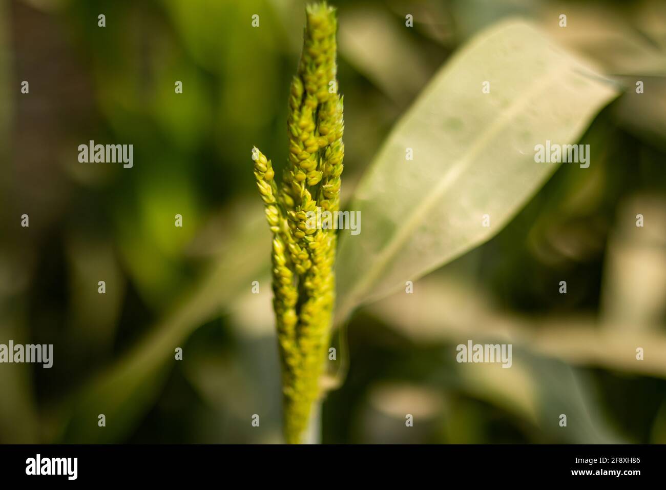 La plante de maïs, ou maïs, est que c'est une herbe et les grains de ...