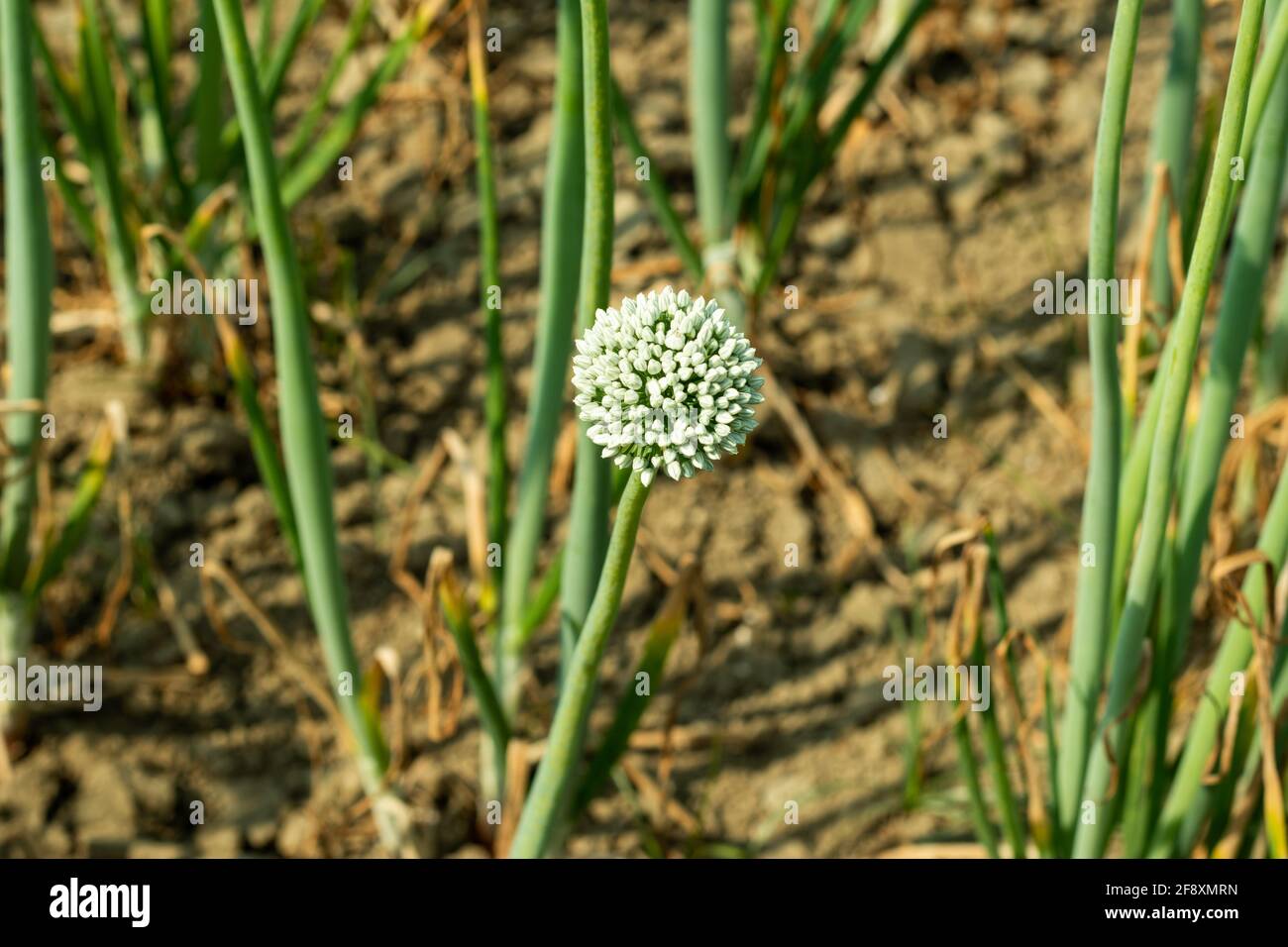 Fleurs d'oignon unique en croissance les alliums ornementaux poussent ...