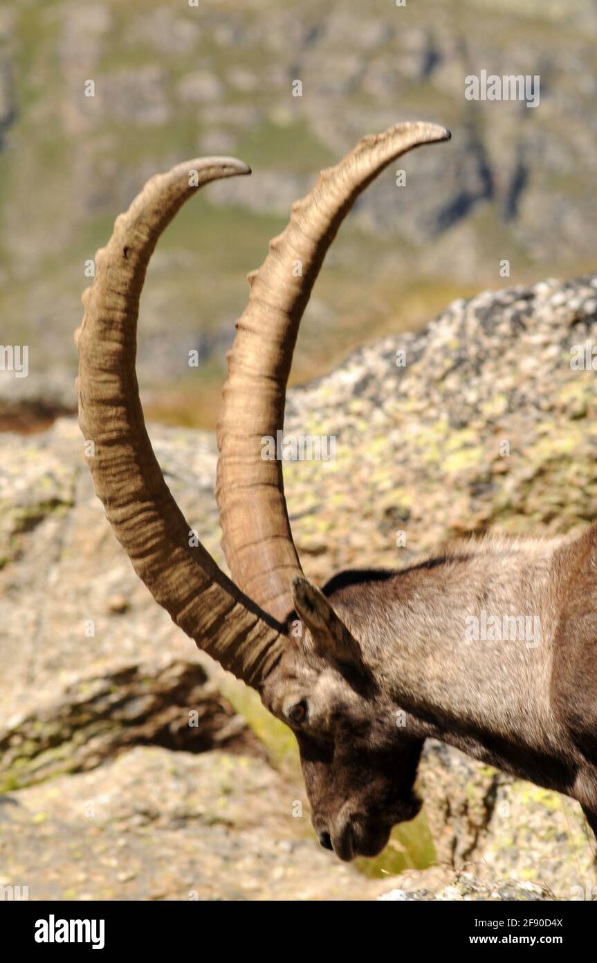 Parc national de capra ibex gran paradiso Banque de photographies et d ...