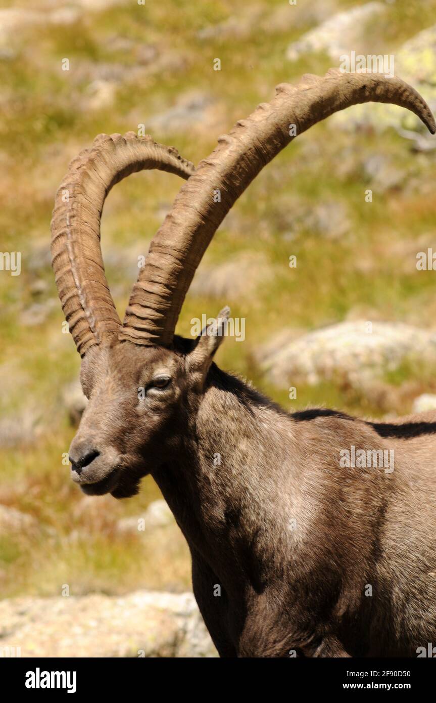 Parc national de capra ibex gran paradiso Banque de photographies et d ...