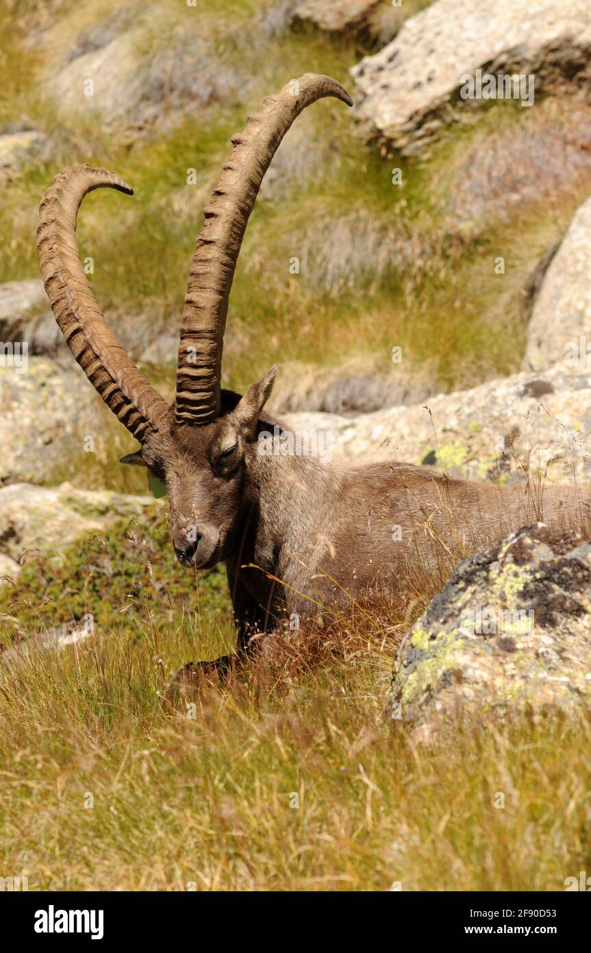 Parc national de capra ibex gran paradiso Banque de photographies et d ...