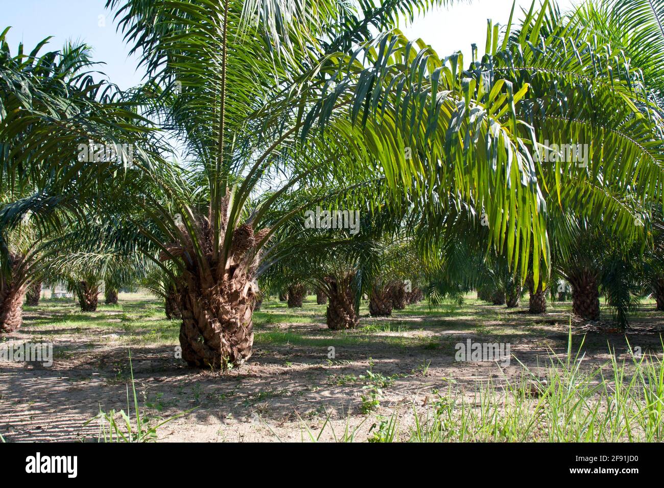 Plantation de palmier à huile Banque de photographies et d’images à ...
