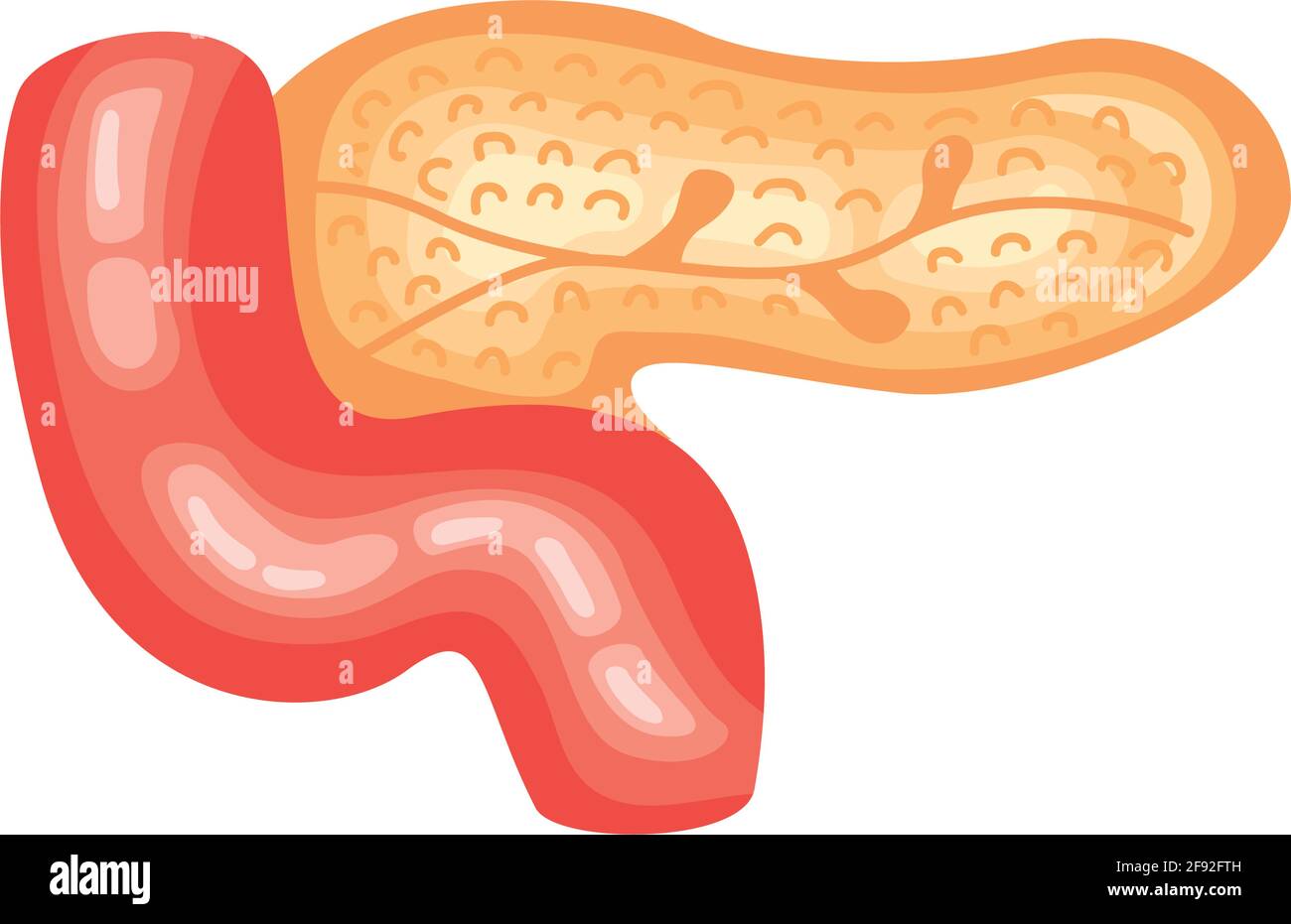 Anatomie de la rate Banque d'images vectorielles - Alamy