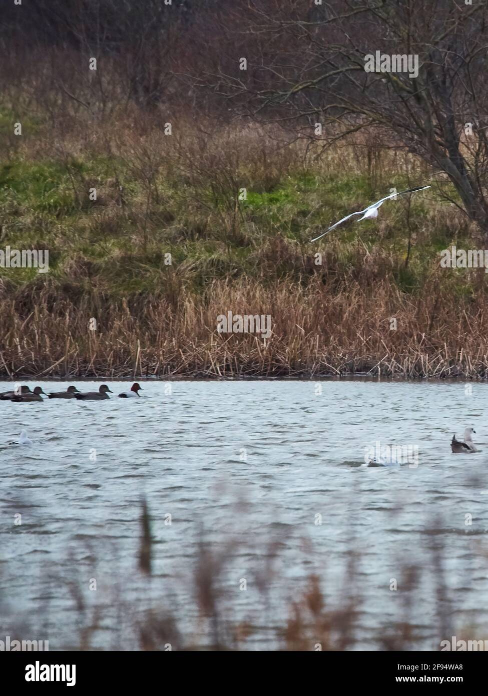 Lac coatham Banque de photographies et d’images à haute résolution - Alamy
