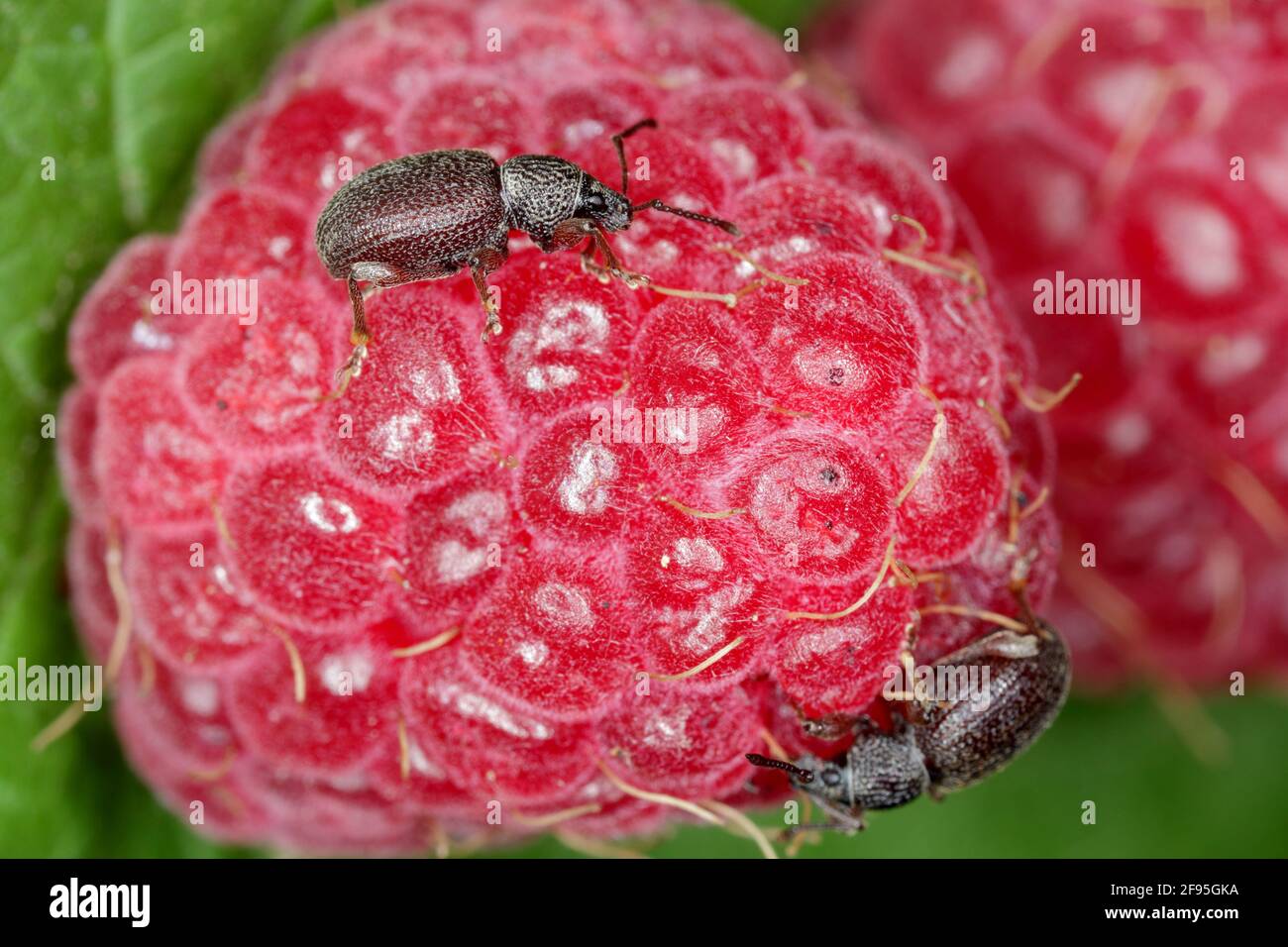 Charançon des racines Banque de photographies et d’images à haute ...