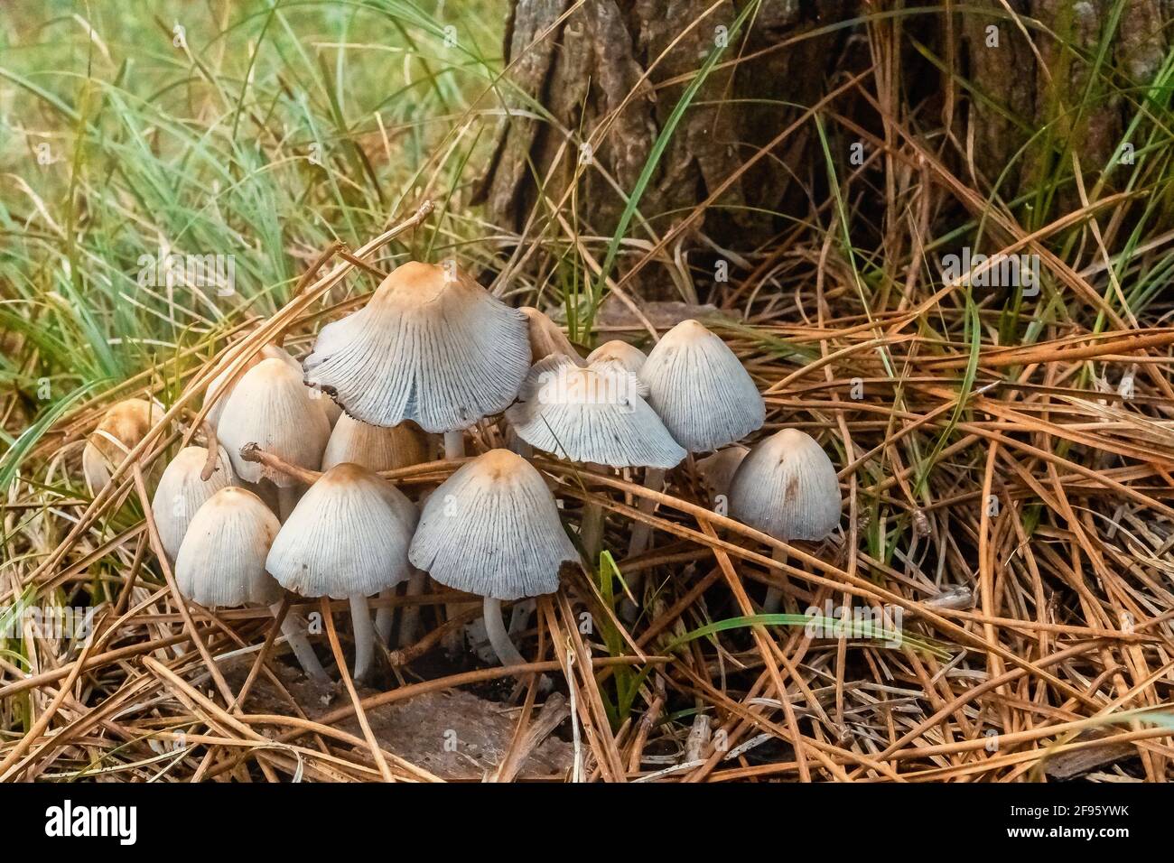 Maladie du pied champigion Banque de photographies et d’images à haute ...