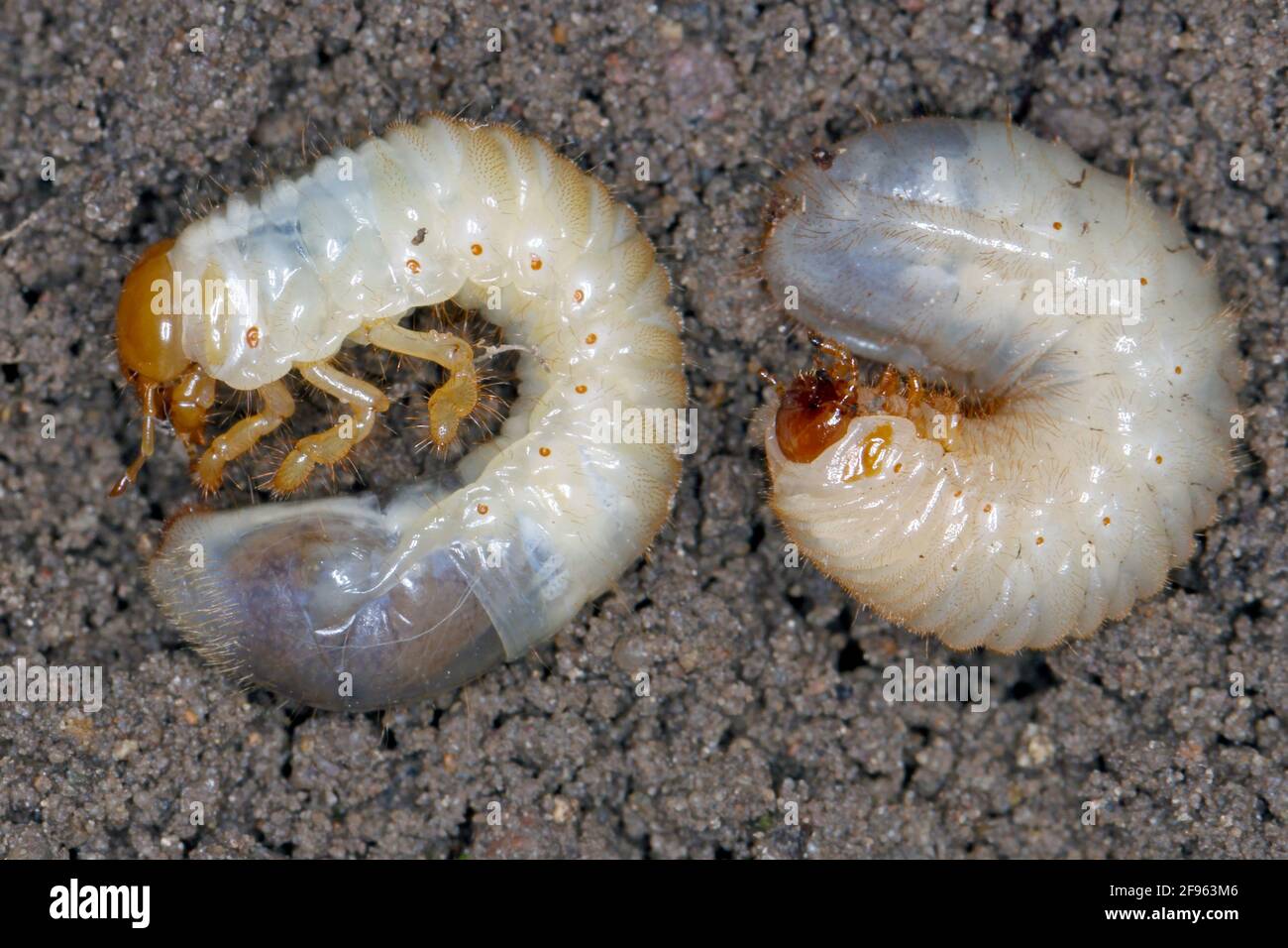 Comparaison des larves de Scarabaeidae. Dans la larve gauche du coléoptère de mai, le Cockchafer ...