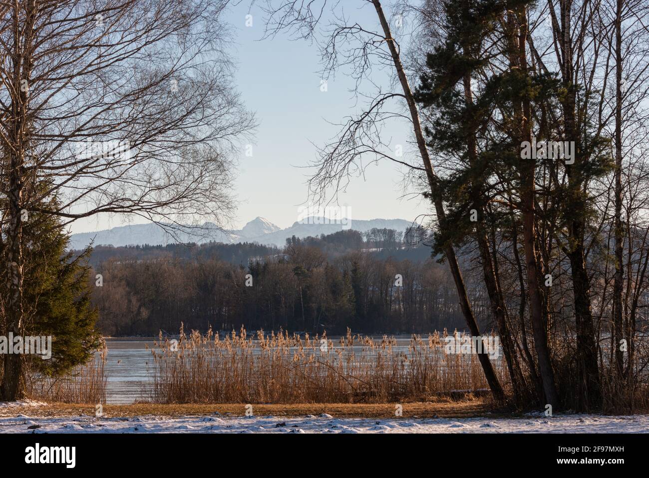 Rivage avec des roseaux Banque de photographies et d’images à haute résolution - Alamy