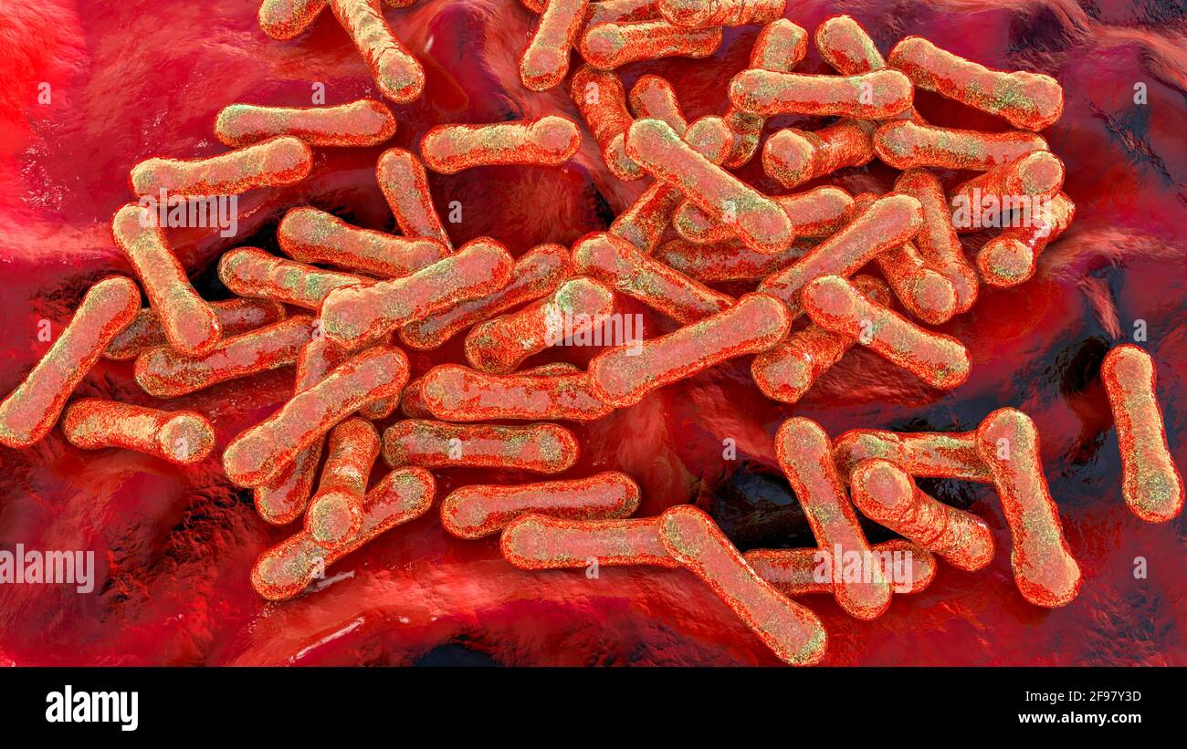Corynebacterium Diphtheriae Bacteria Banque d'image et photos - Alamy
