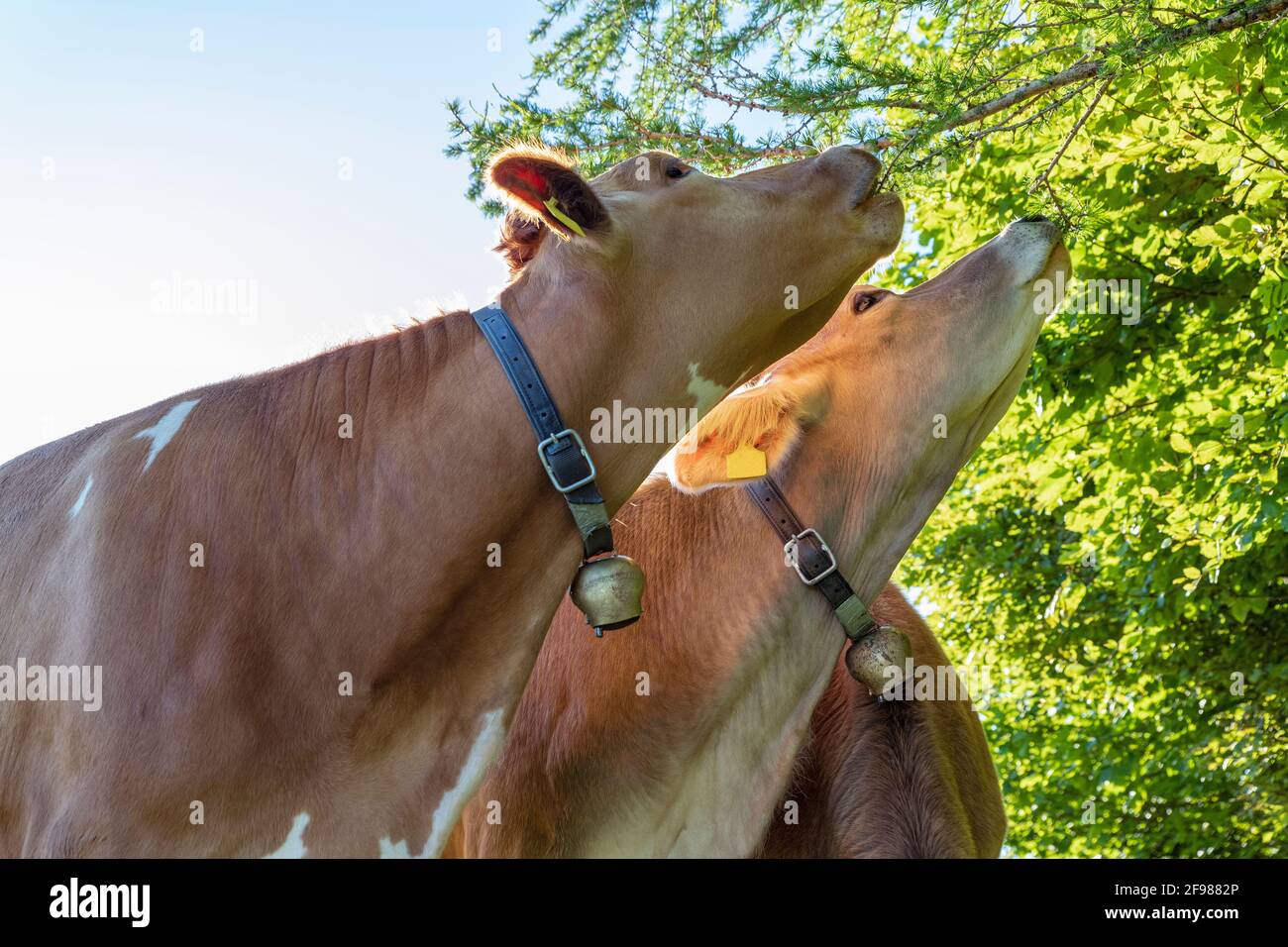 Vache mangeant de l'arbre Banque de photographies et d’images à haute ...