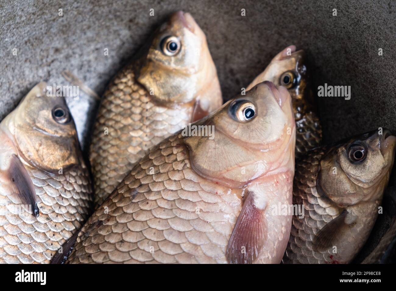 Poisson vivant à vendre Banque de photographies et d’images à haute ...