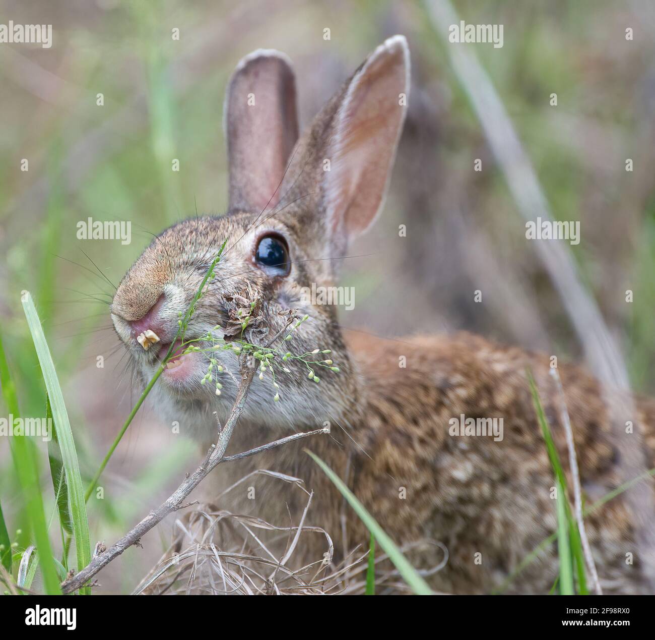 Petit lapin sauvage Banque de photographies et d’images à haute ...