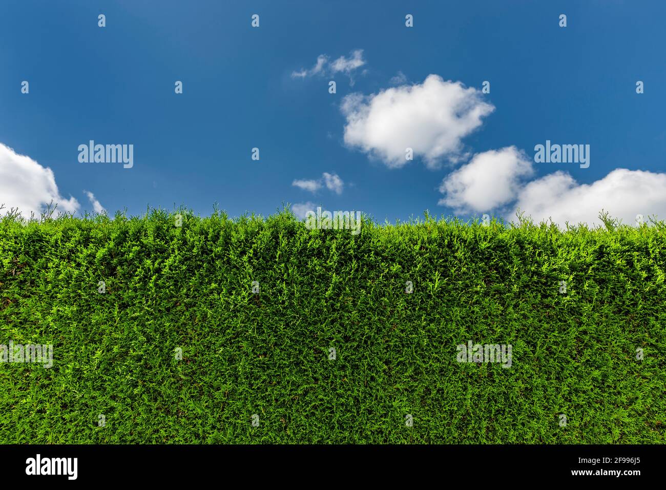 Haies coniferes ciel bleu Banque de photographies et d’images à haute ...