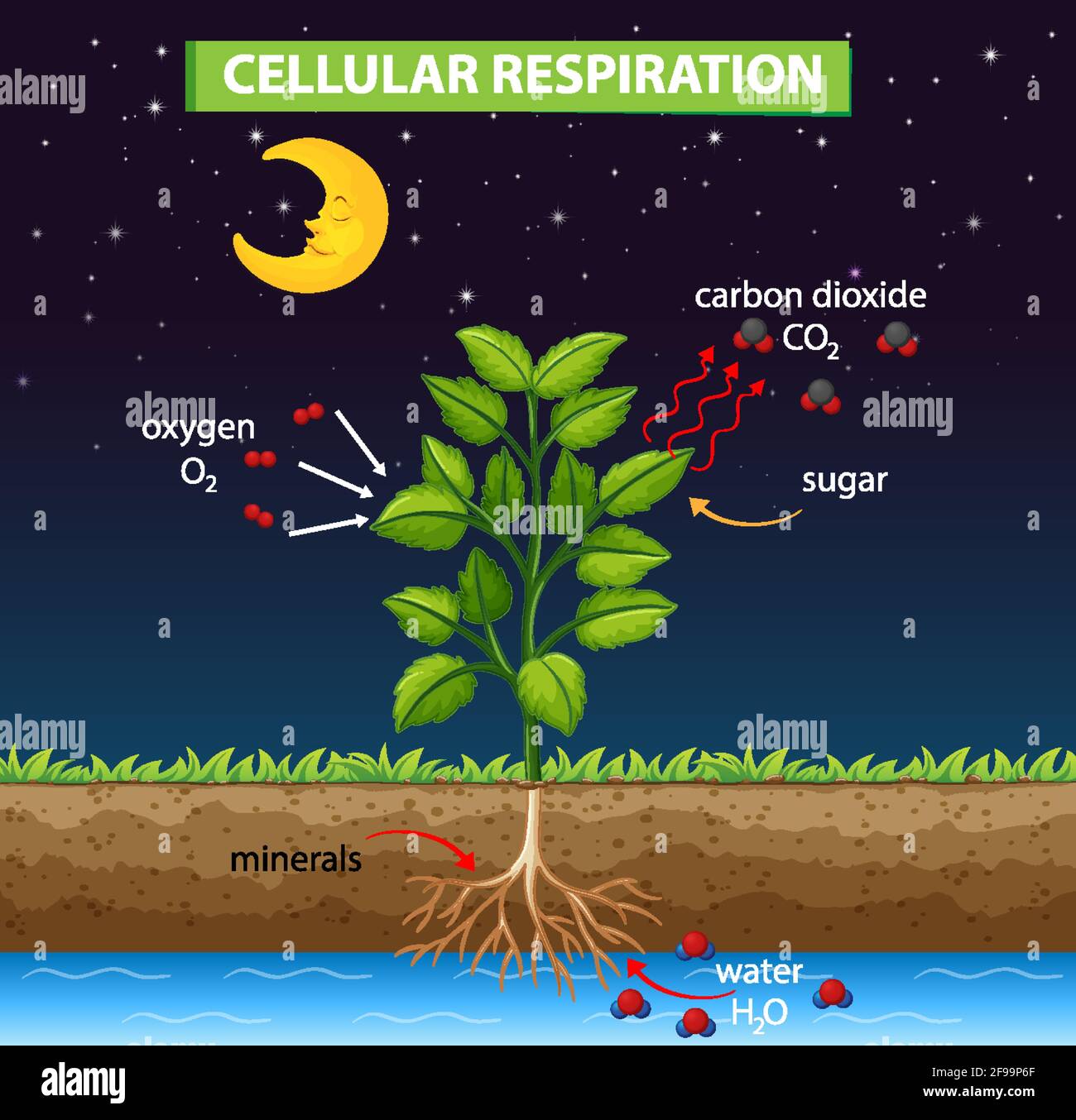 Respiration diagram Banque de photographies et d’images à haute ...