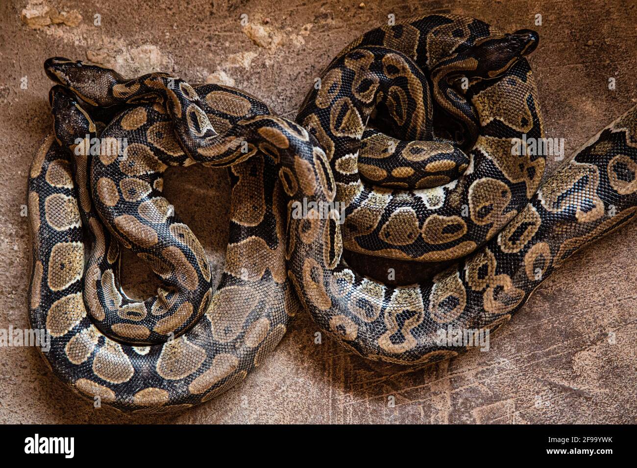 Temple ouidah benin Banque de photographies et d’images à haute ...