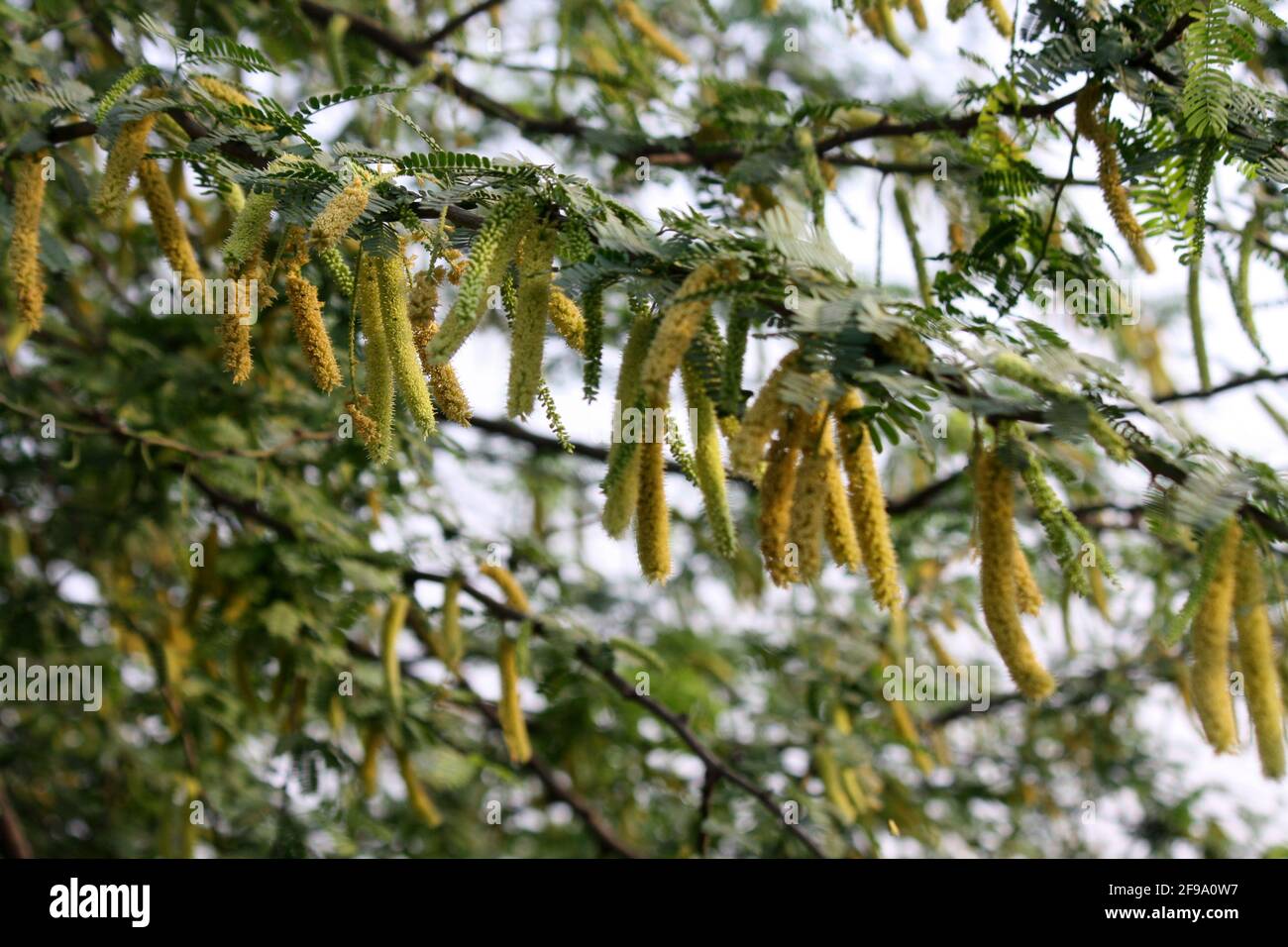 Kiawe tree Banque de photographies et d’images à haute résolution - Alamy