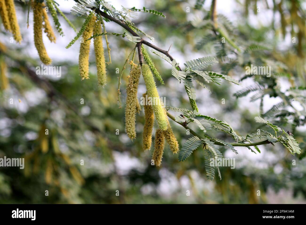 Kiawe tree Banque de photographies et d’images à haute résolution - Alamy