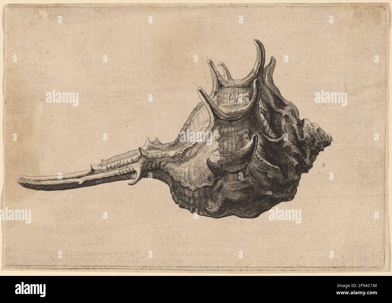 Murex brandaris Banque de photographies et d’images à haute résolution ...