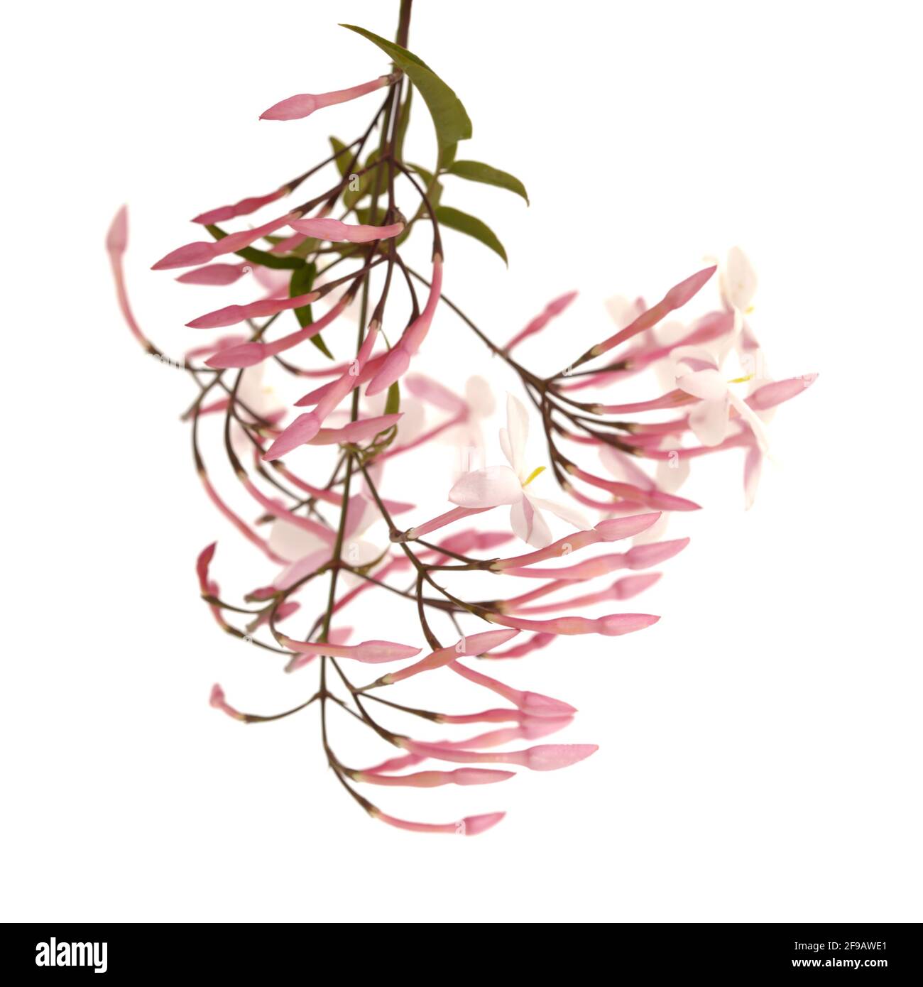 Common white jasmine jasminum officinale Banque de photographies et d ...